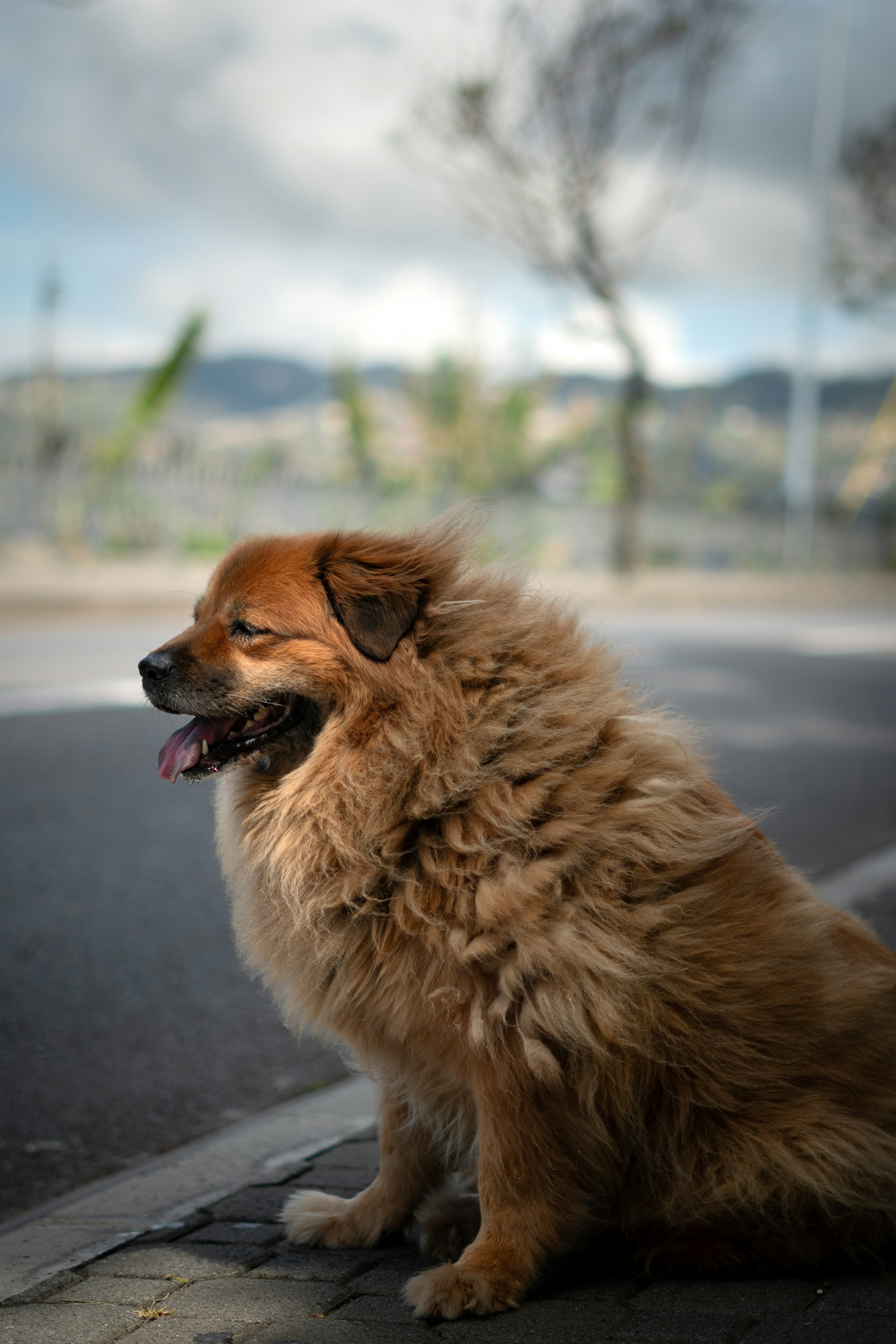 Golden Hound in Soft Focus Street Light