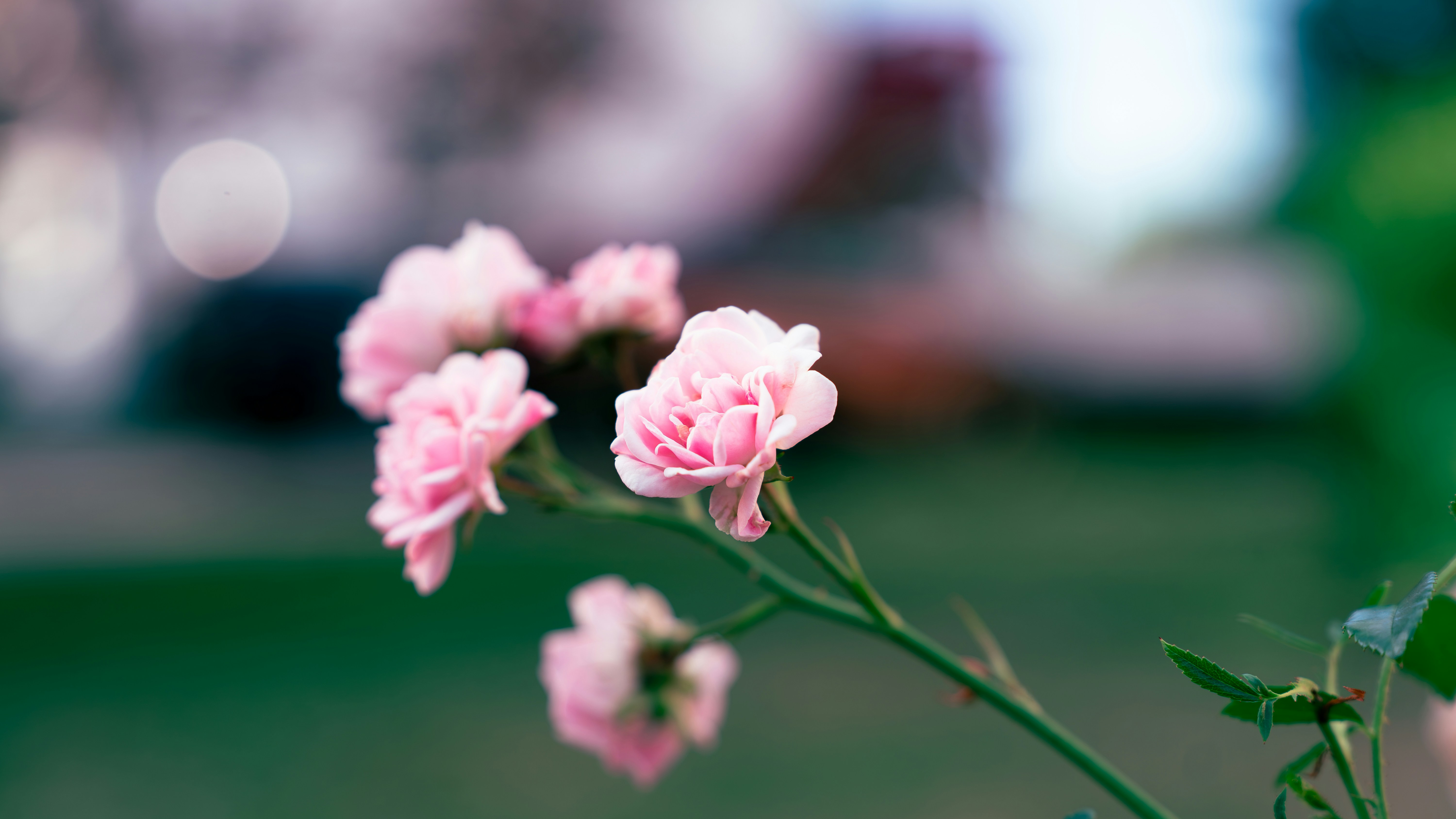 Soft Focus Bouquet: Pink Roses in Sunlit Blur