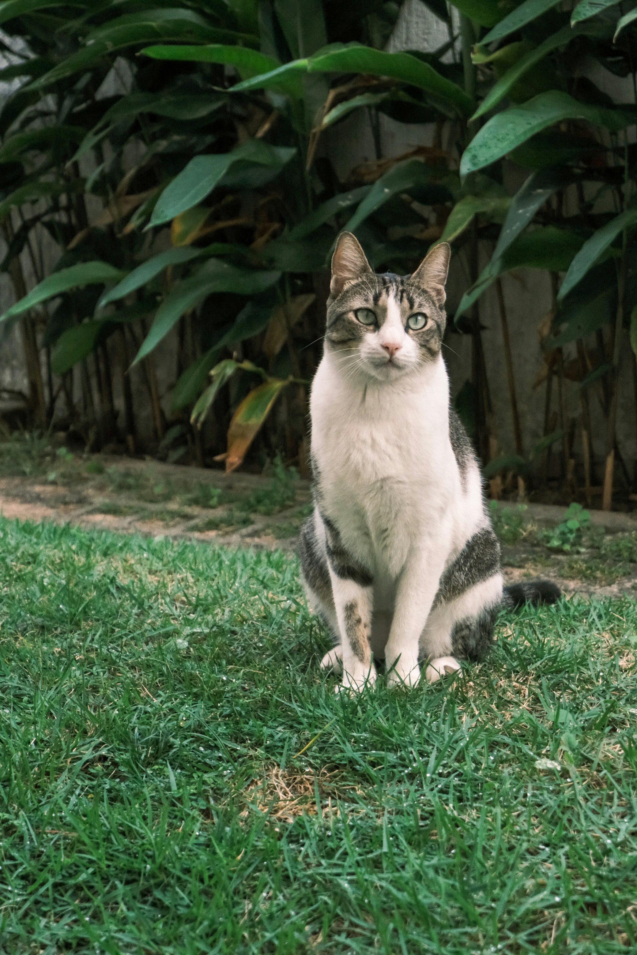 Portrait of a Curiously Staring Cat Amid Garden Greens