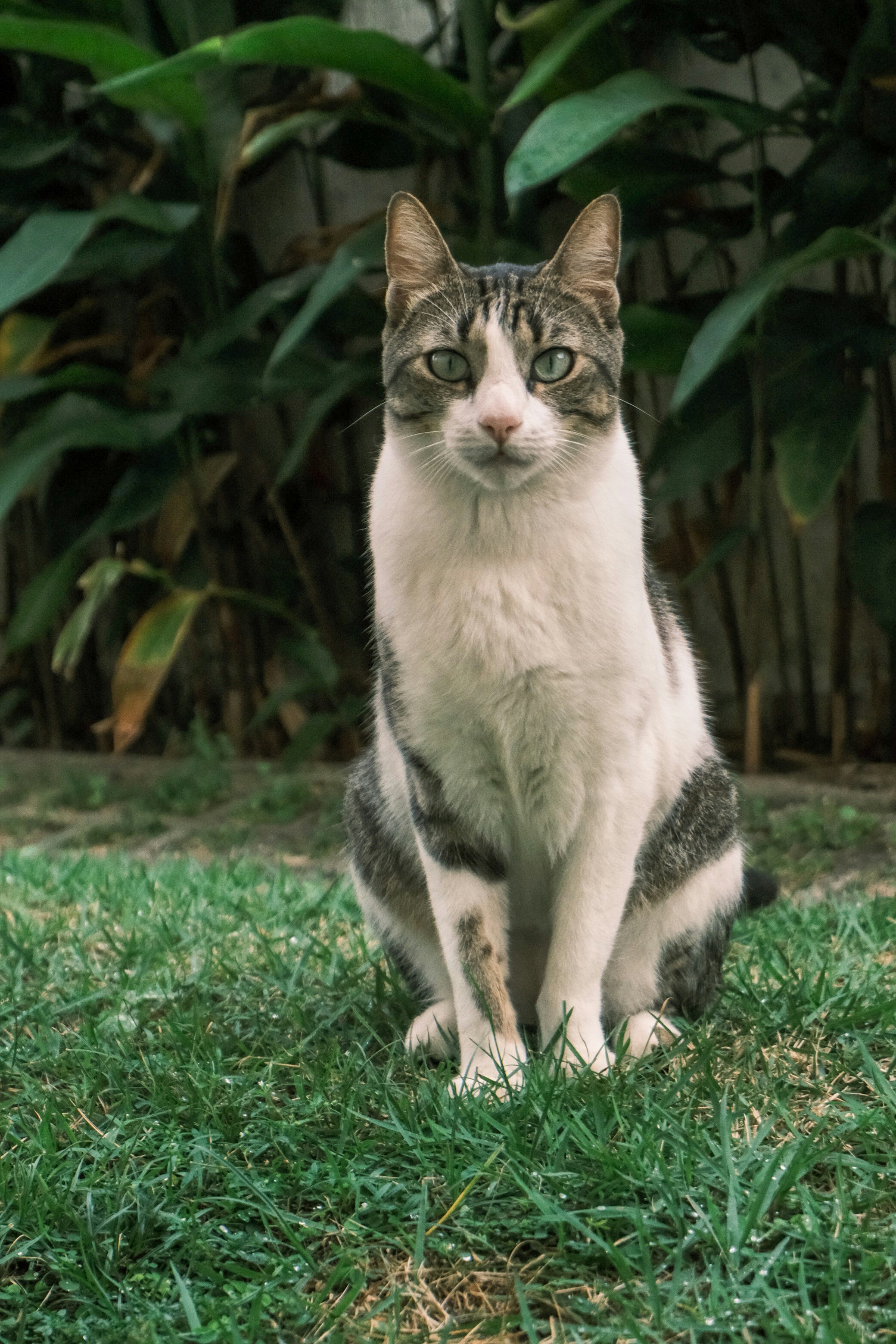 Calm Sentry: A Tabby in the Garden