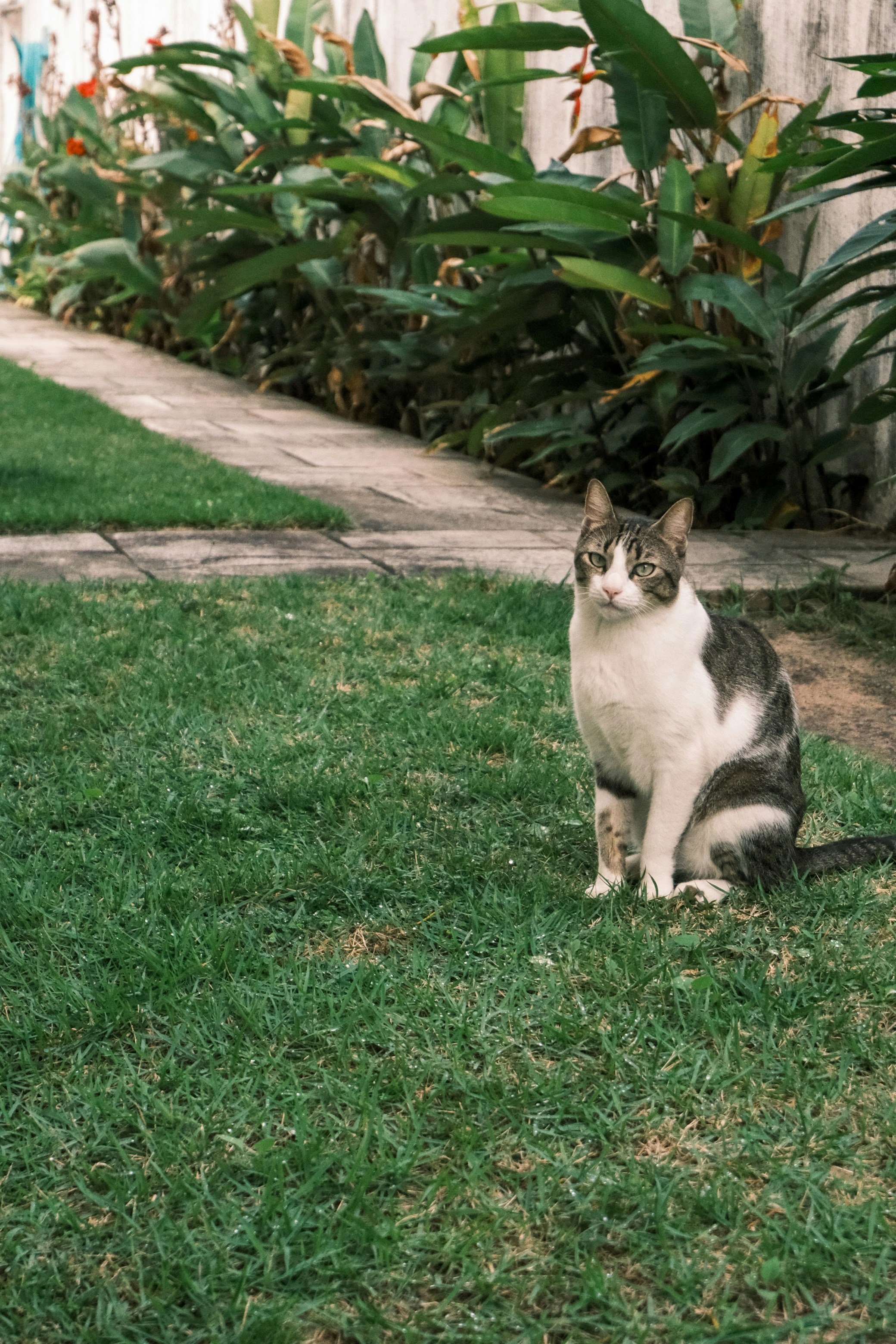 Calico Observer in the Garden Light