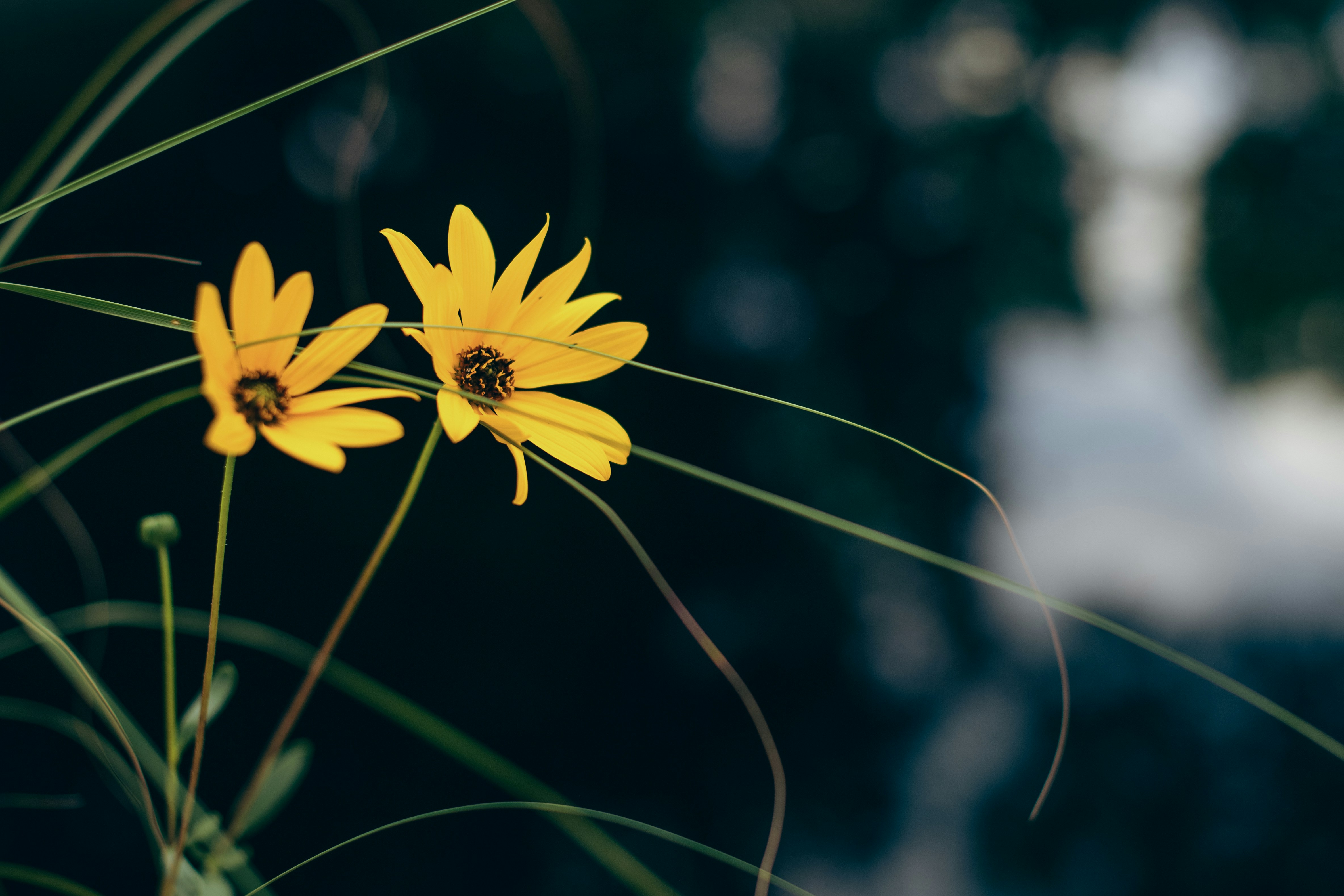 Yellow Daisies in Delicate Grasp of Tendril Lines