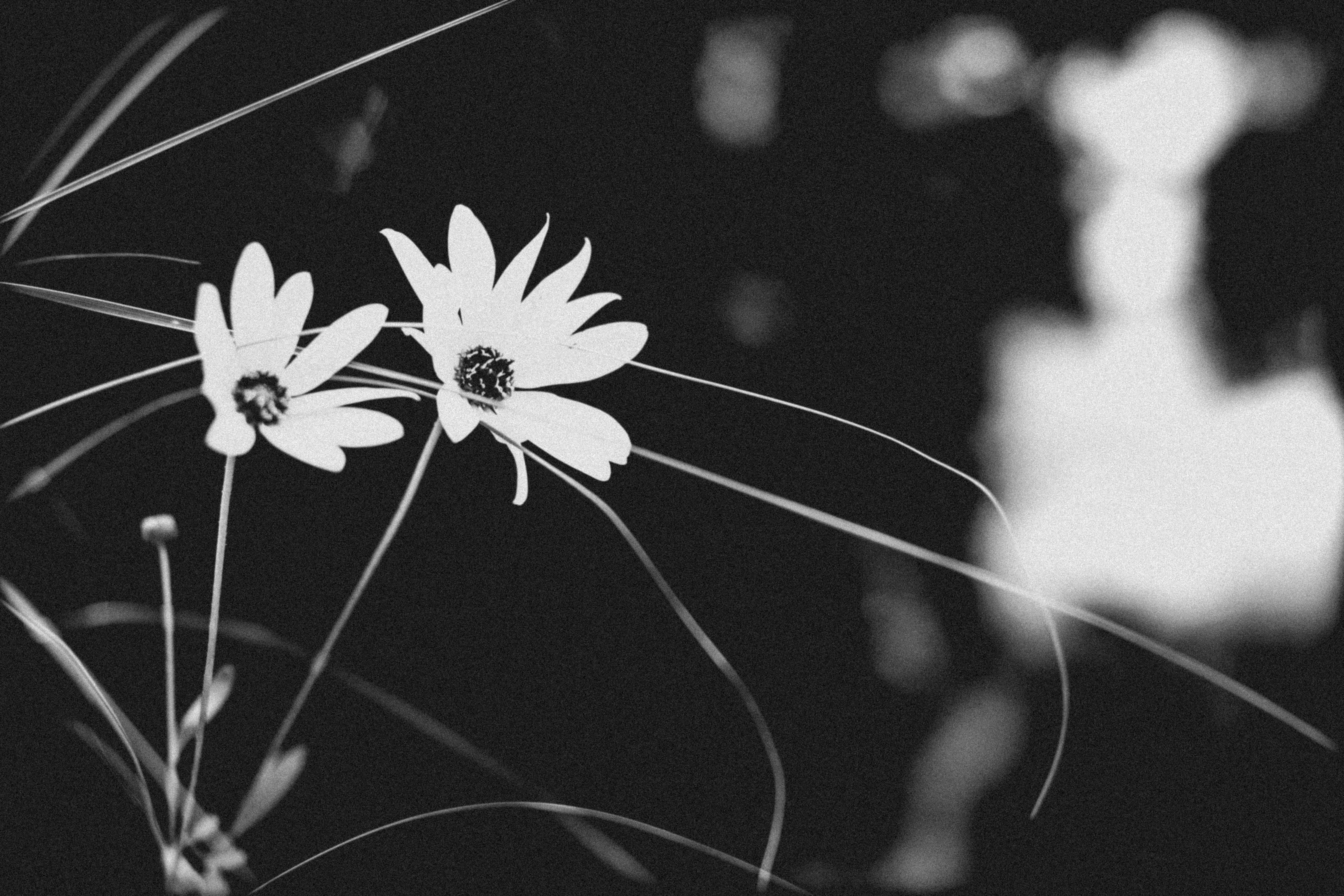 Whispers of Night: Daisies in Silhouette