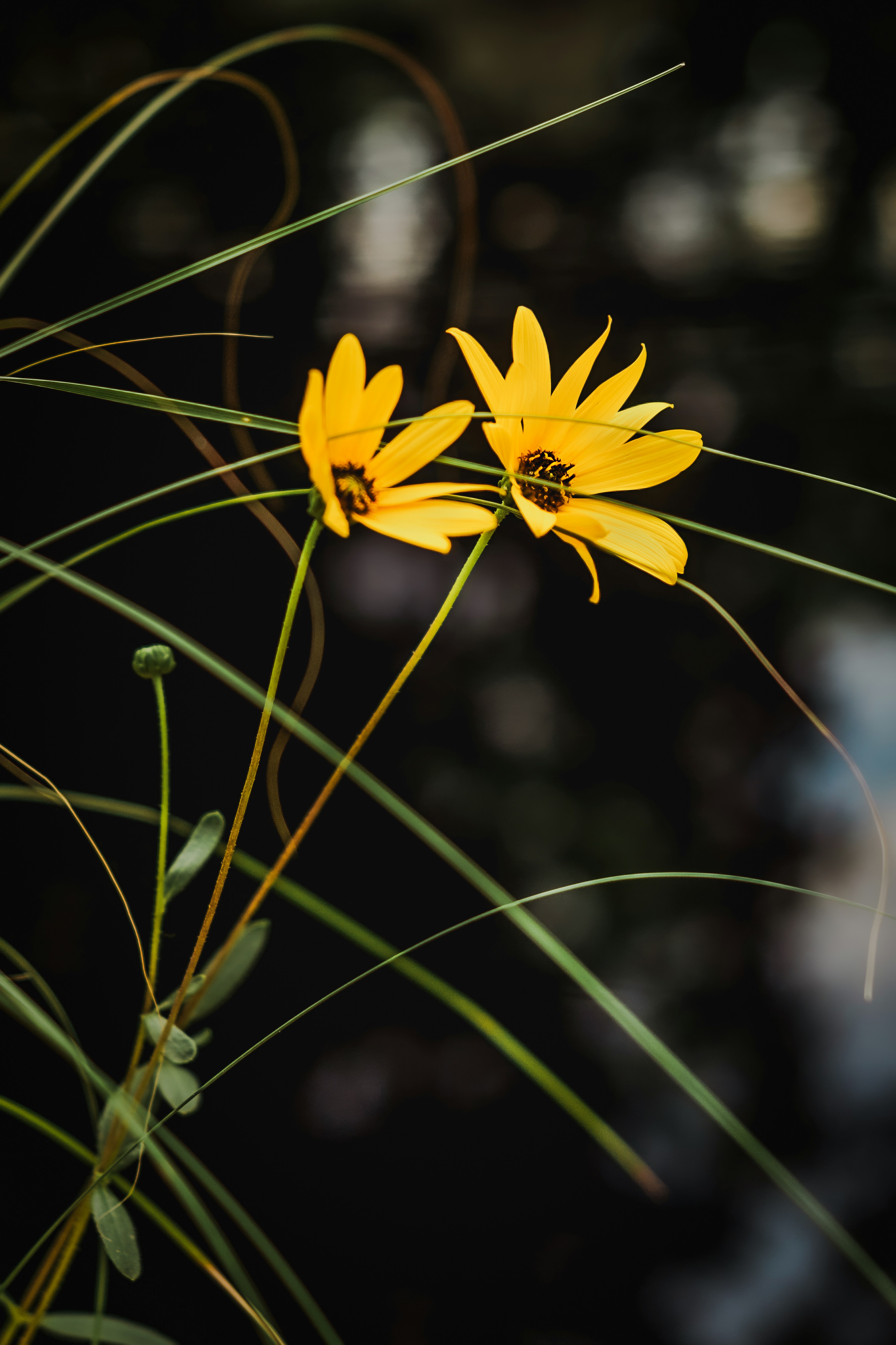Two vibrant yellow flowers sit against a dark, blurred background, with slender grasses crossing in front for a painterly composition.