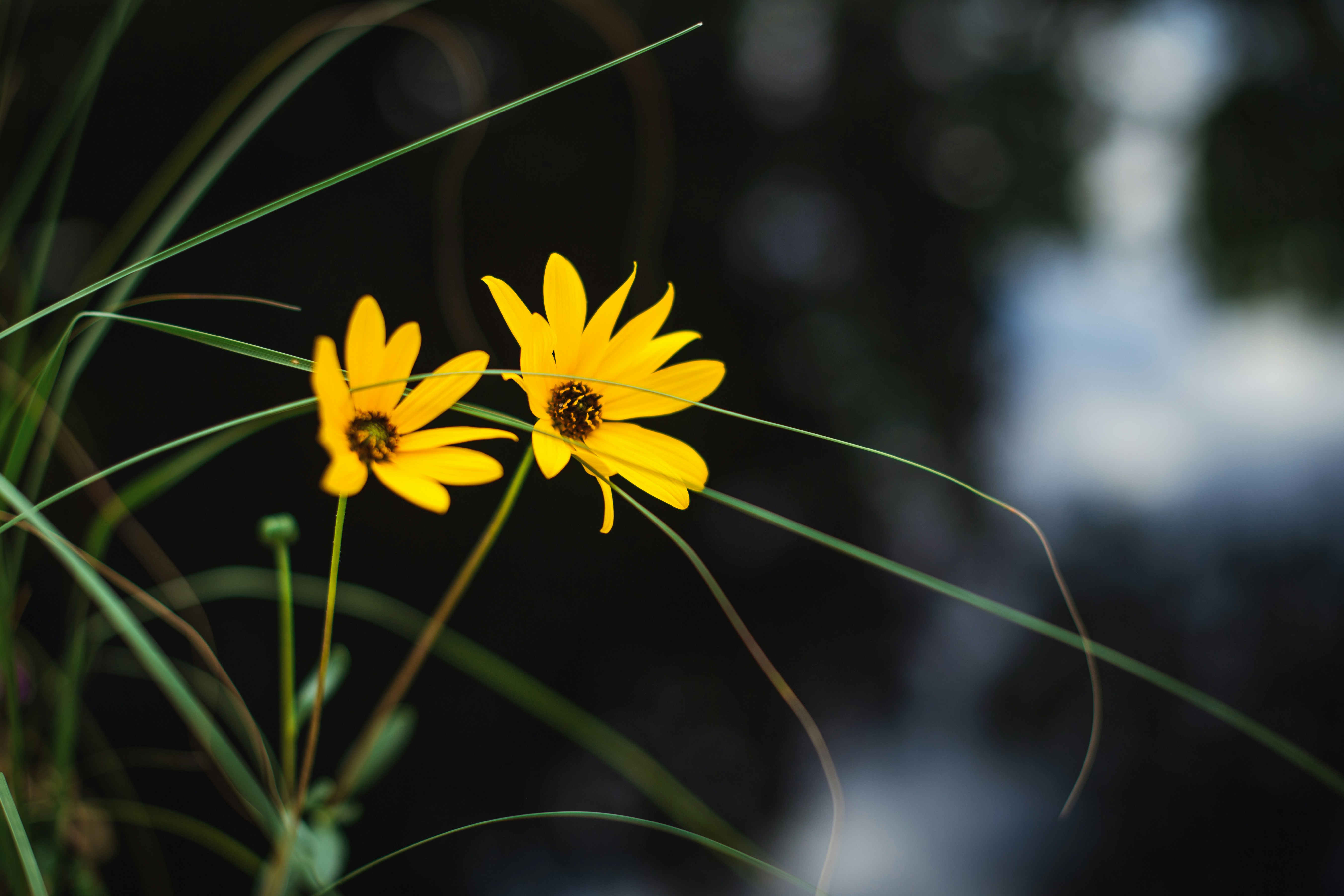 Sunlit Golden Core: Two Yellow Daisies in a Quiet Garden