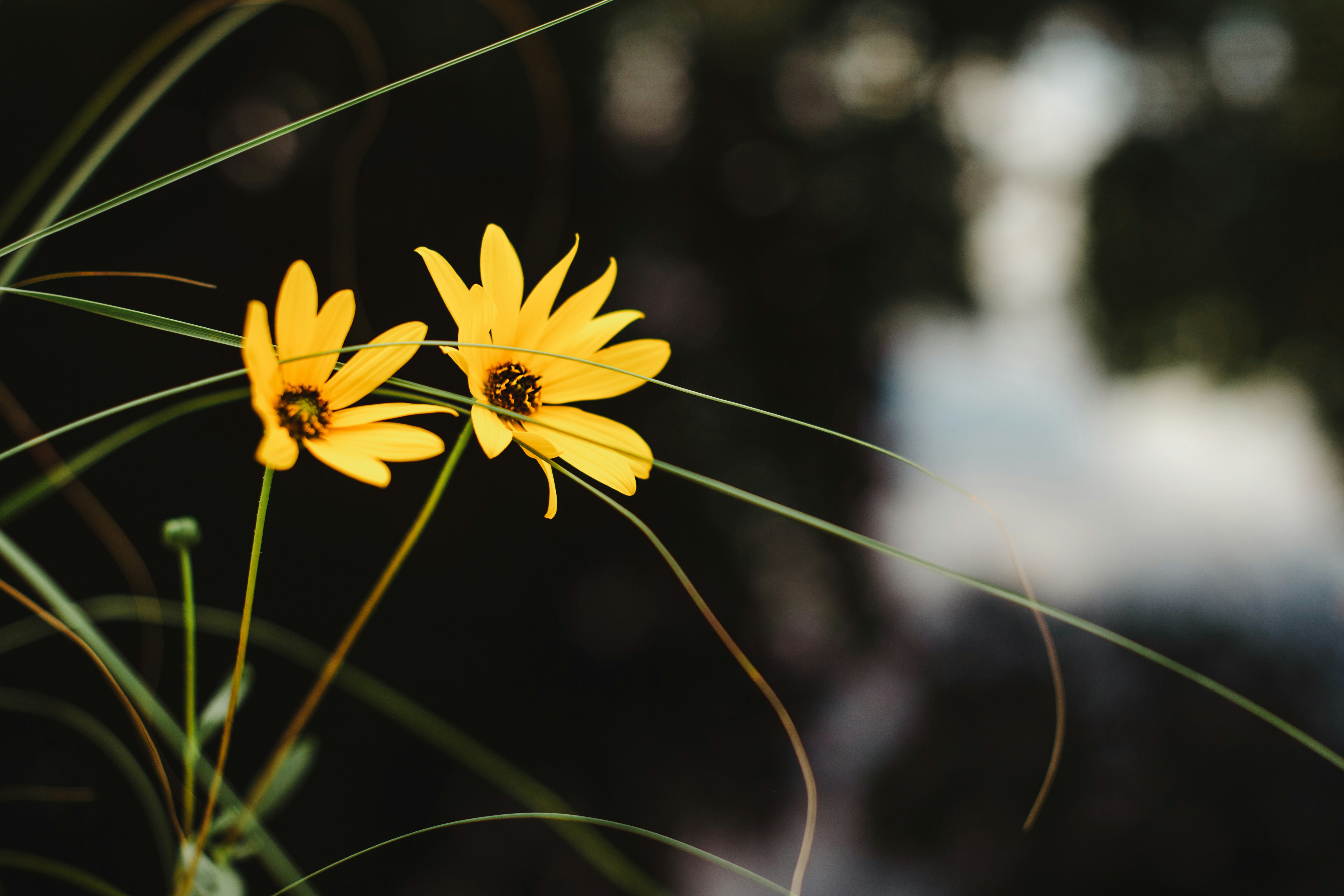 Two Sunlit Yellow Daisies Fringed by Delicate Grass Strands