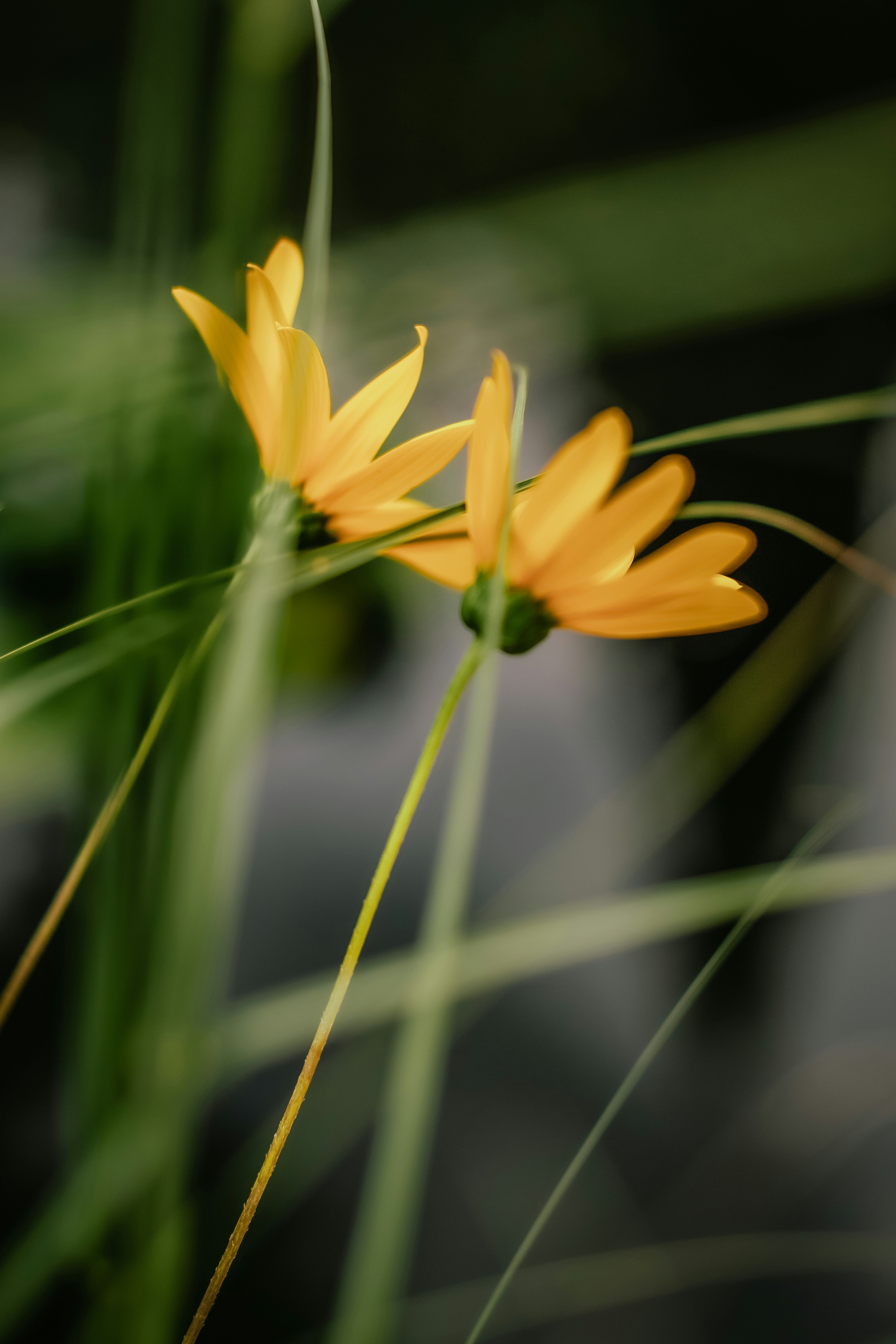 Yellow Bloom and Fragrant Grass: A Quiet Portrait of Spring Swirls