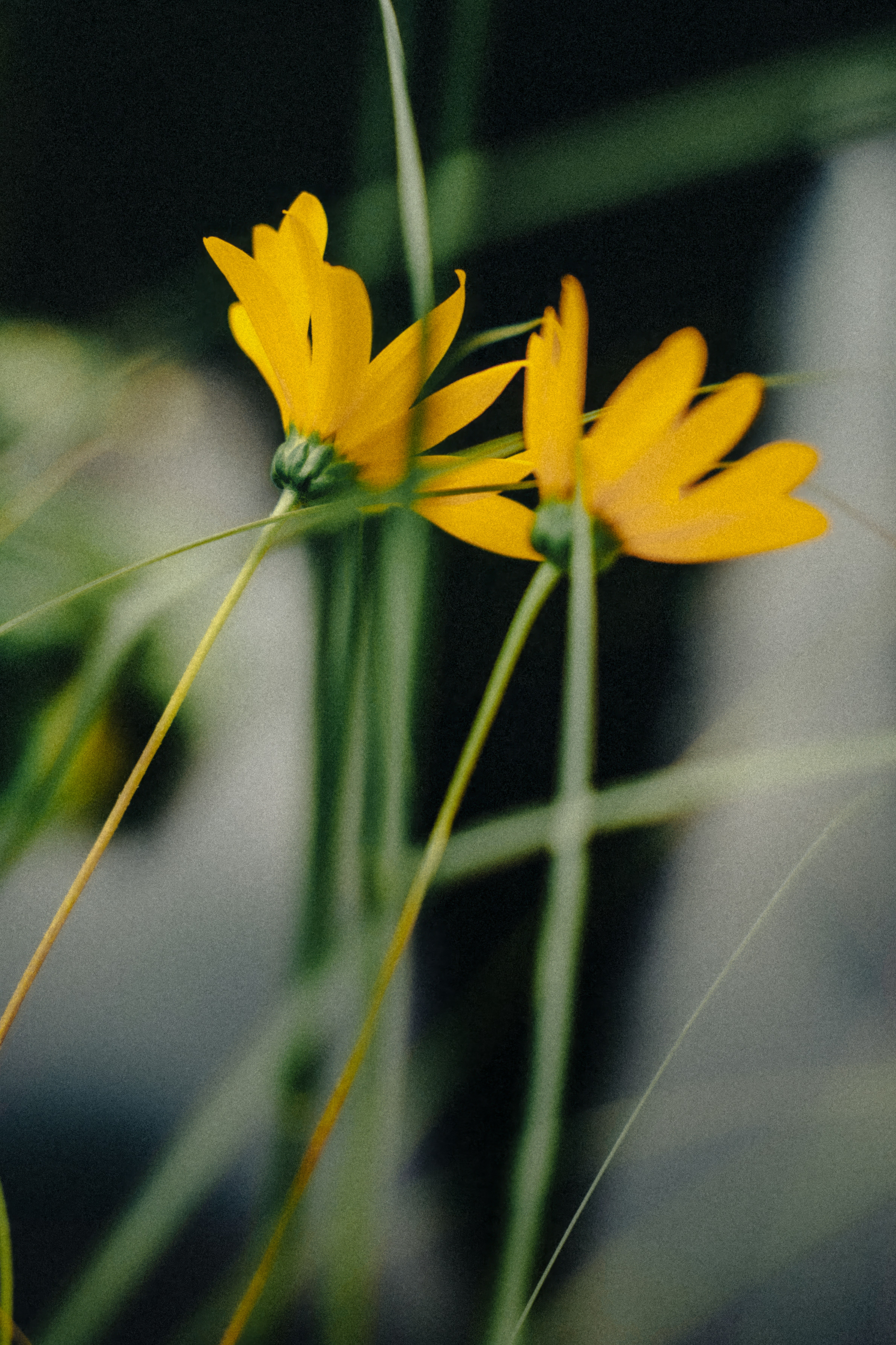 Two yellow blossoms rise amid slender stems and soft bokeh, set against a muted background; a close, vertical composition highlights delicate petals and curling blades of grass.