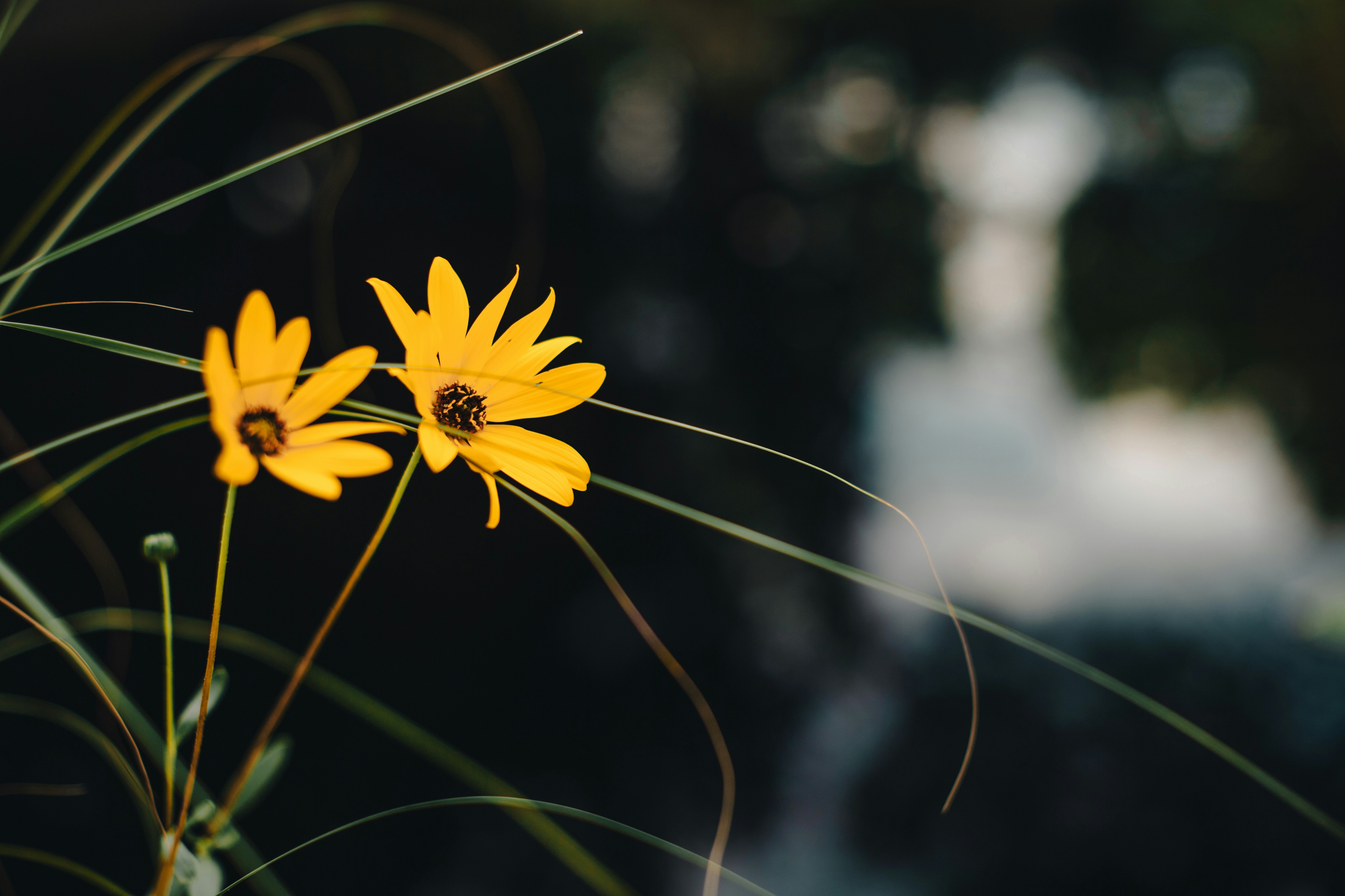 Two yellow flowers stand out in a shallow depth of field, with slender stems twisting across the frame and a blurred background suggesting a fountain or water feature.