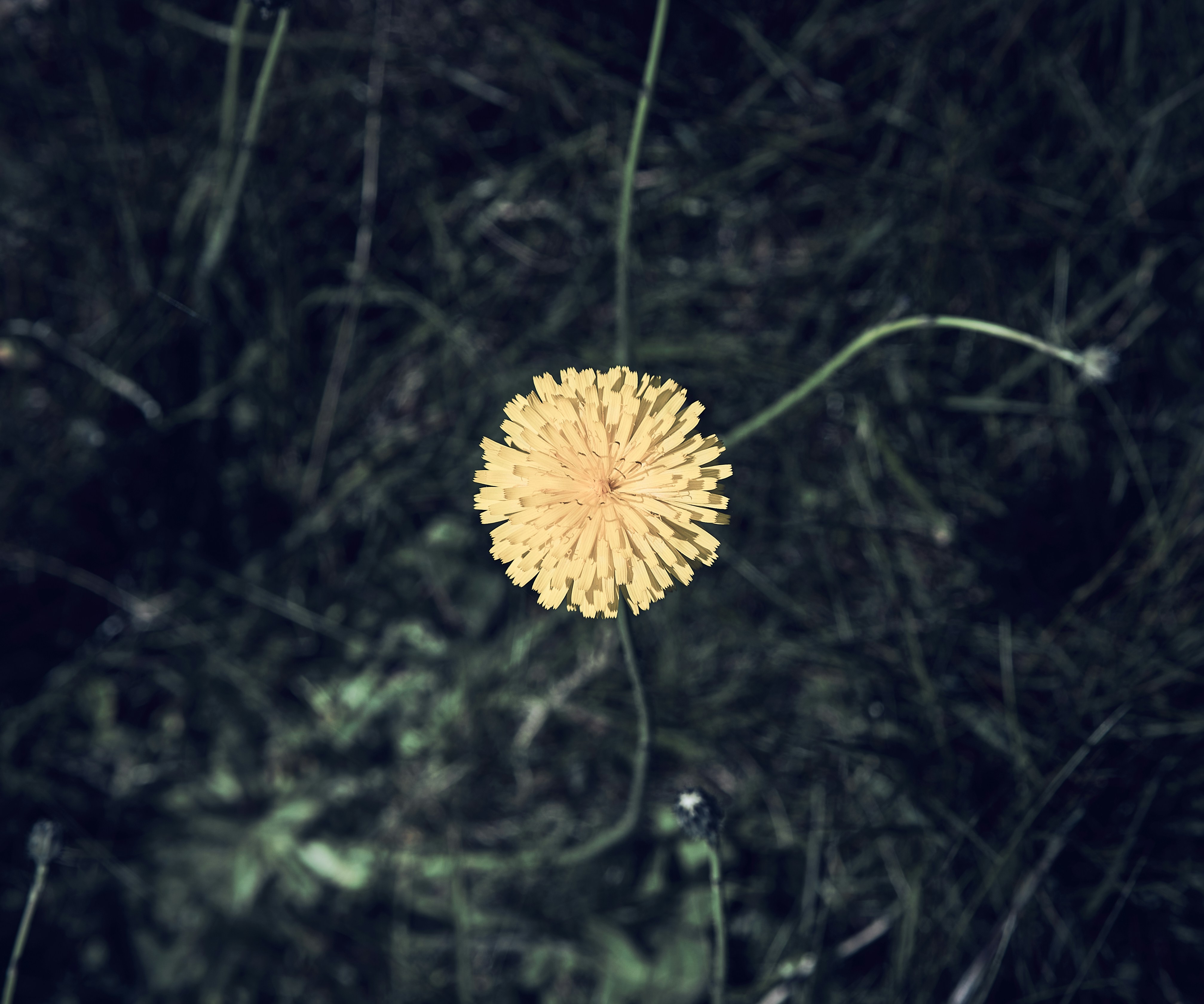 Centered Golden Blossom: A lone dandelion glow in dim woodland