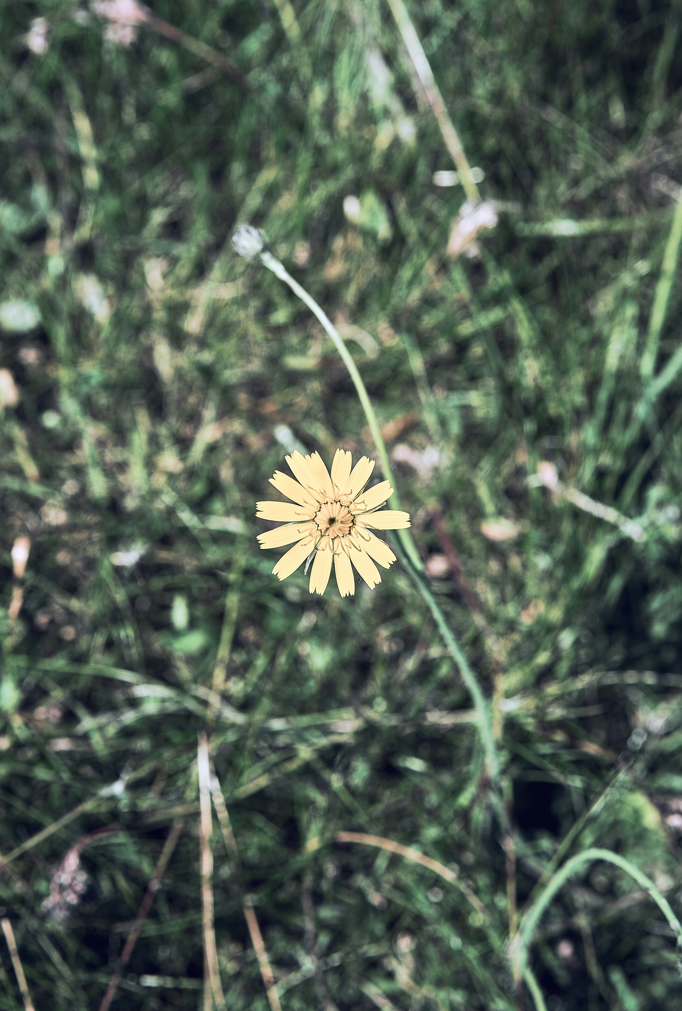 Yellow Daisy in a Sea of Green Grass