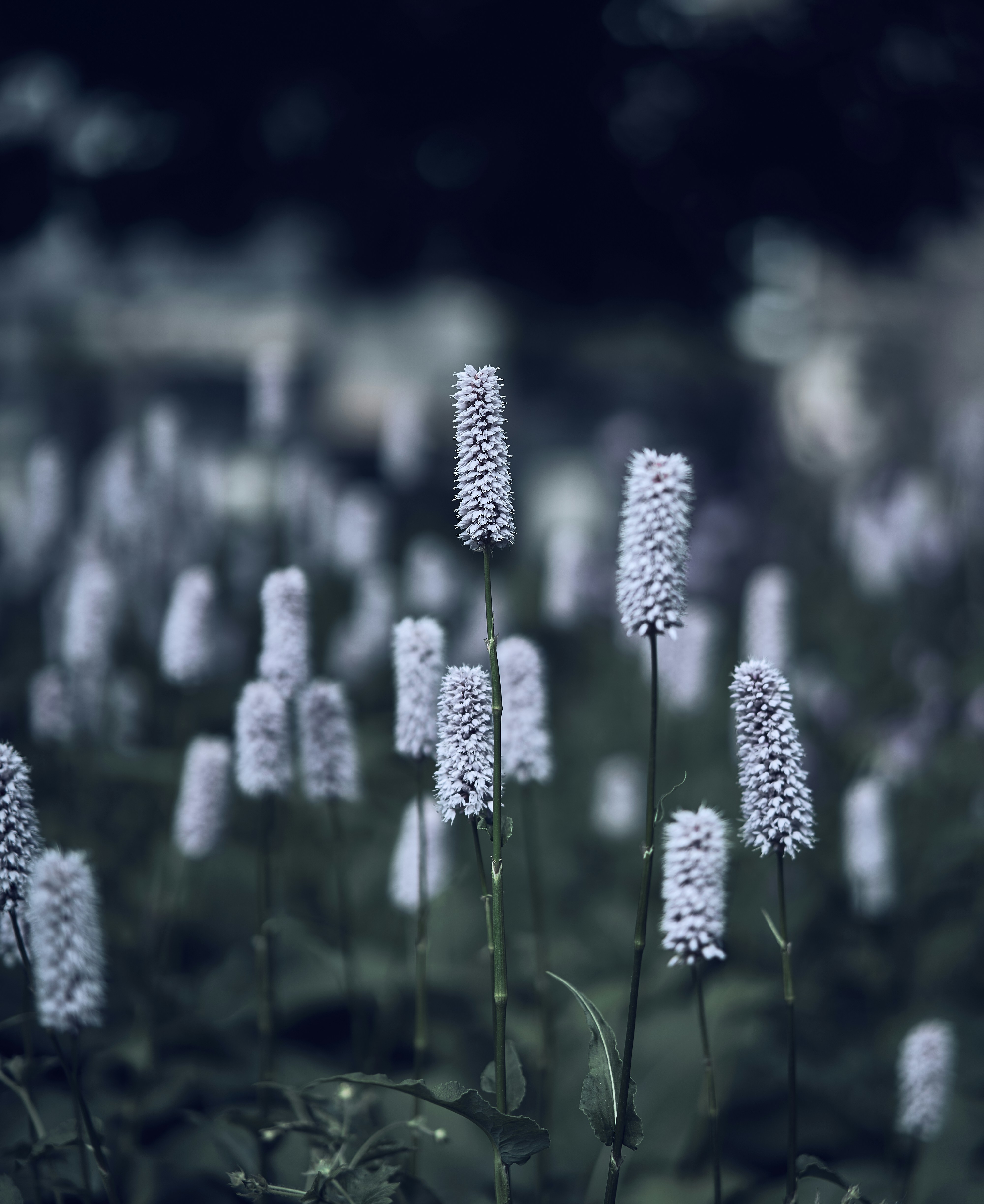 Soft Spotlight on Silvery Sprays in a Foggy Meadow