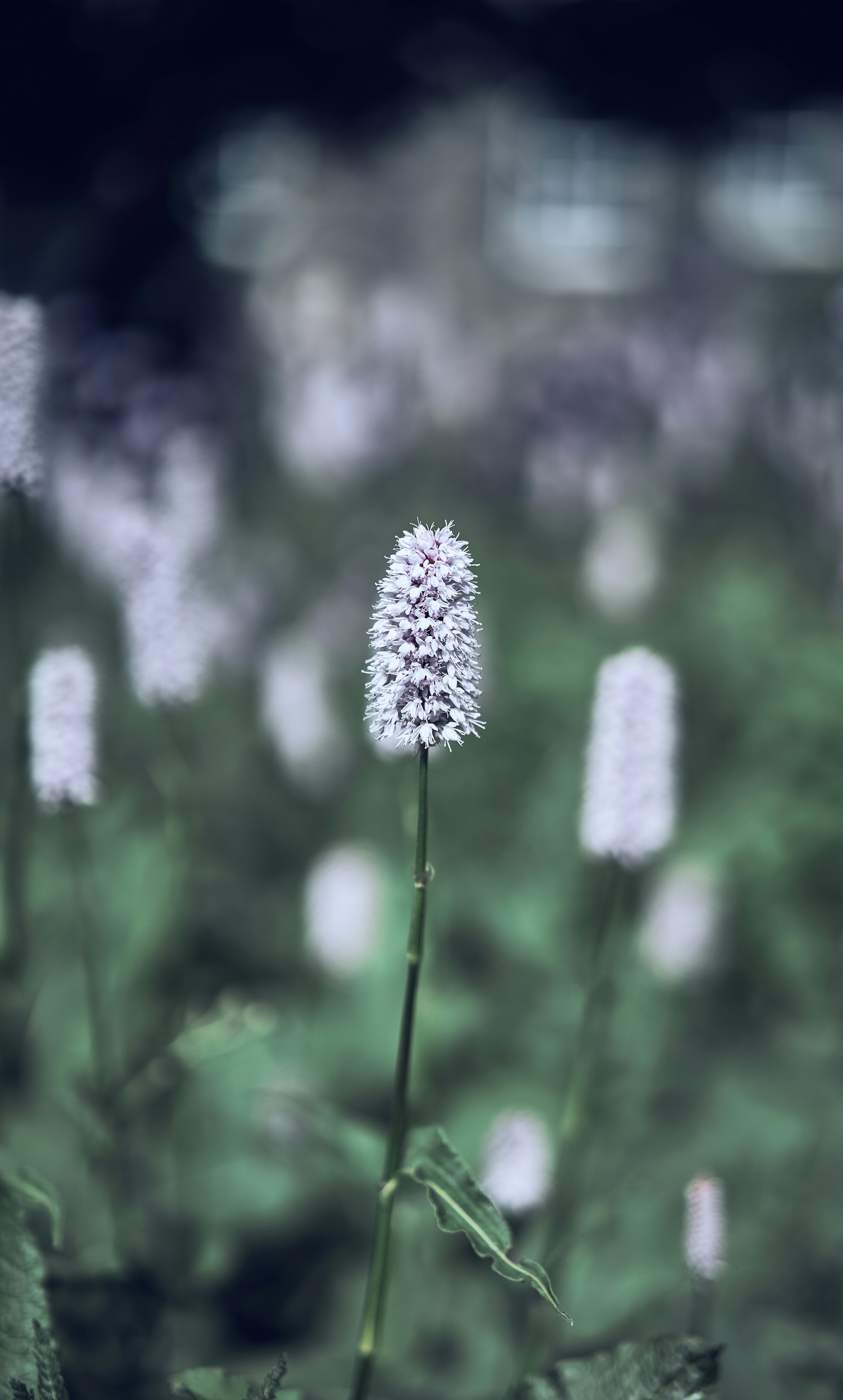 Single Lupine Spike in Focus Amid a Dreamy Meadow Blur