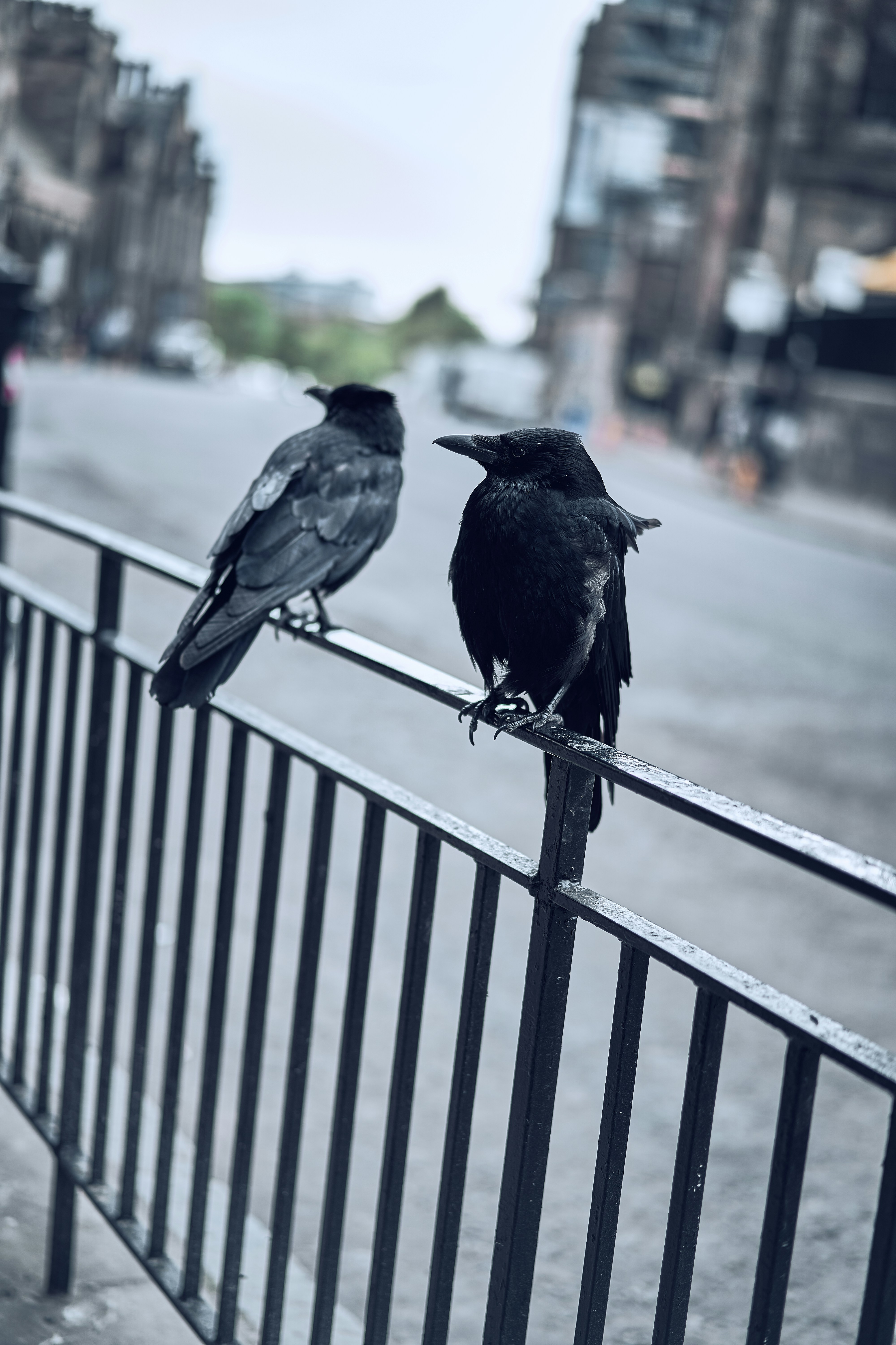 Two urban crows on a railing fade into a quiet street