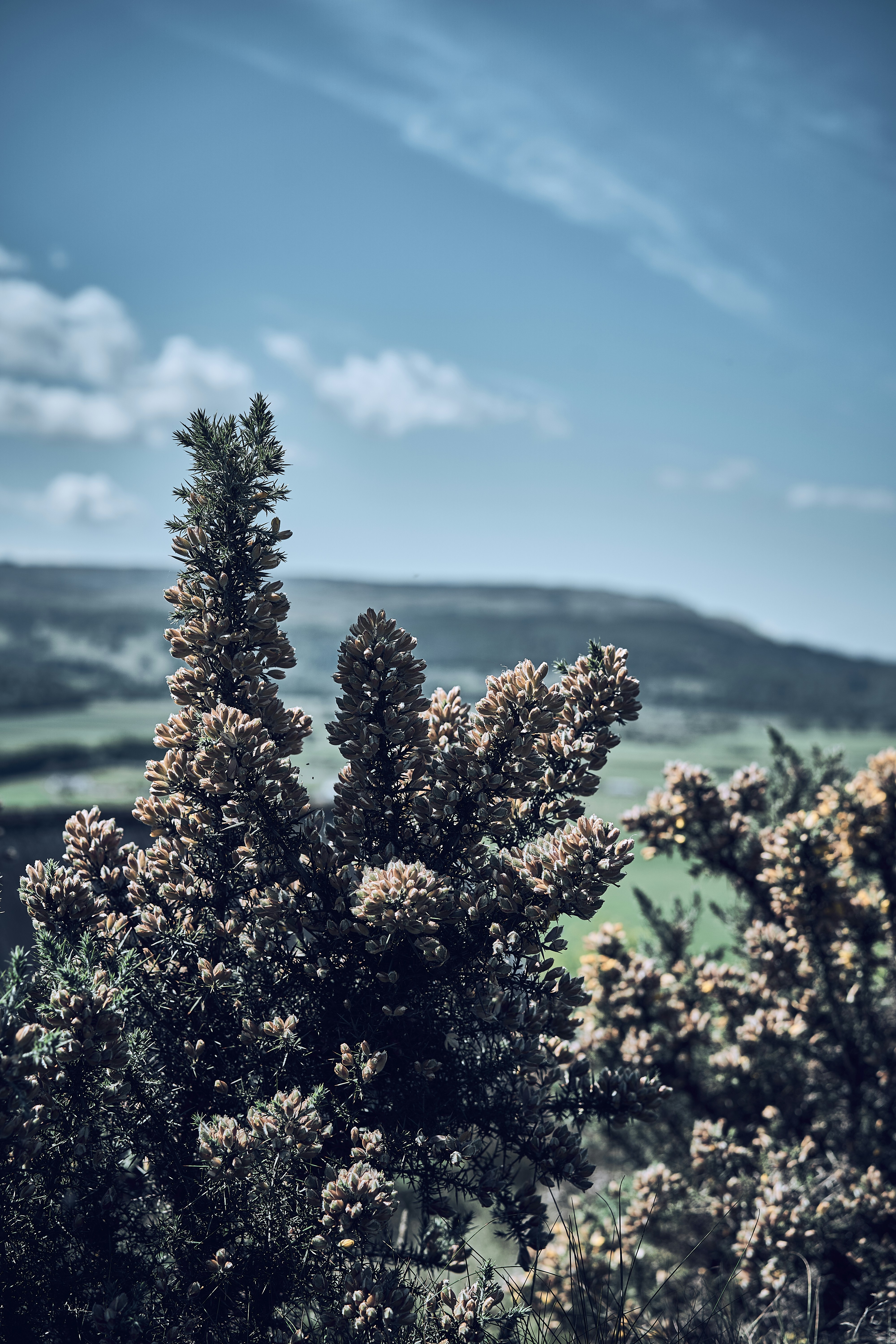Crowned by Coastal Brambles: A Quiet Horizon