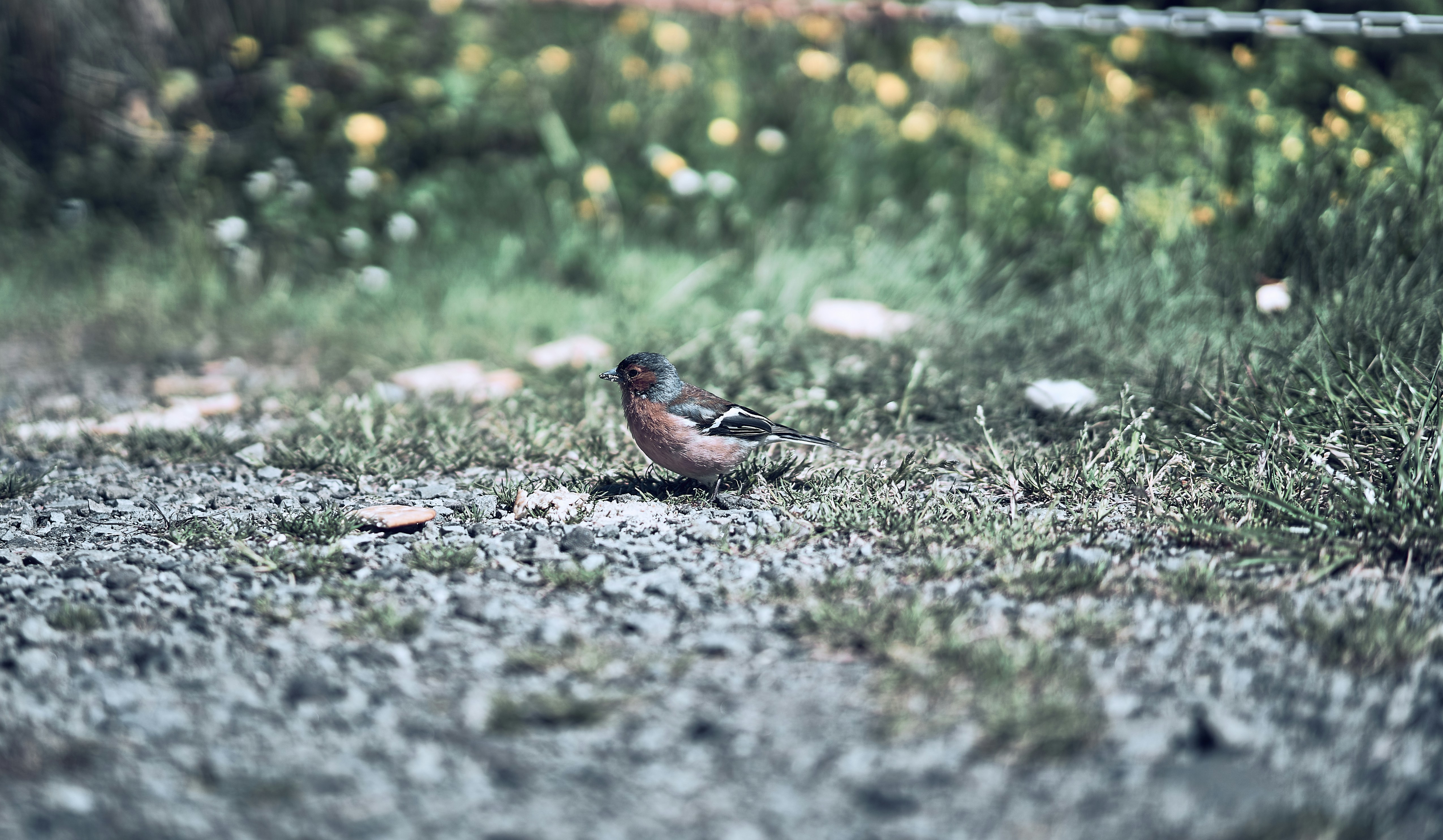 Tiny Orthographic Warrior: A Sparrow in a Patchy Field