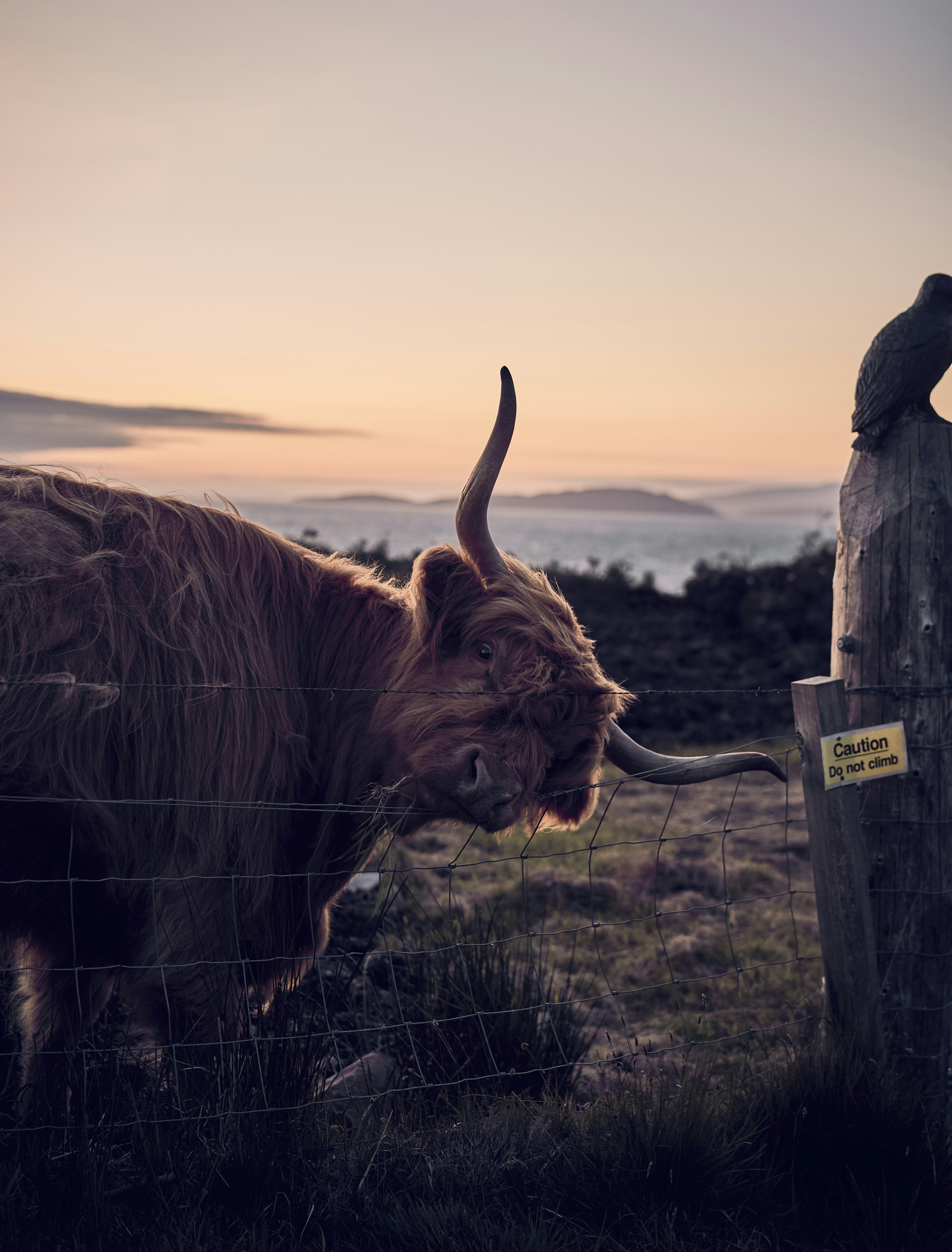 Highland Watcher at Dusk: The Cattle on the Fence