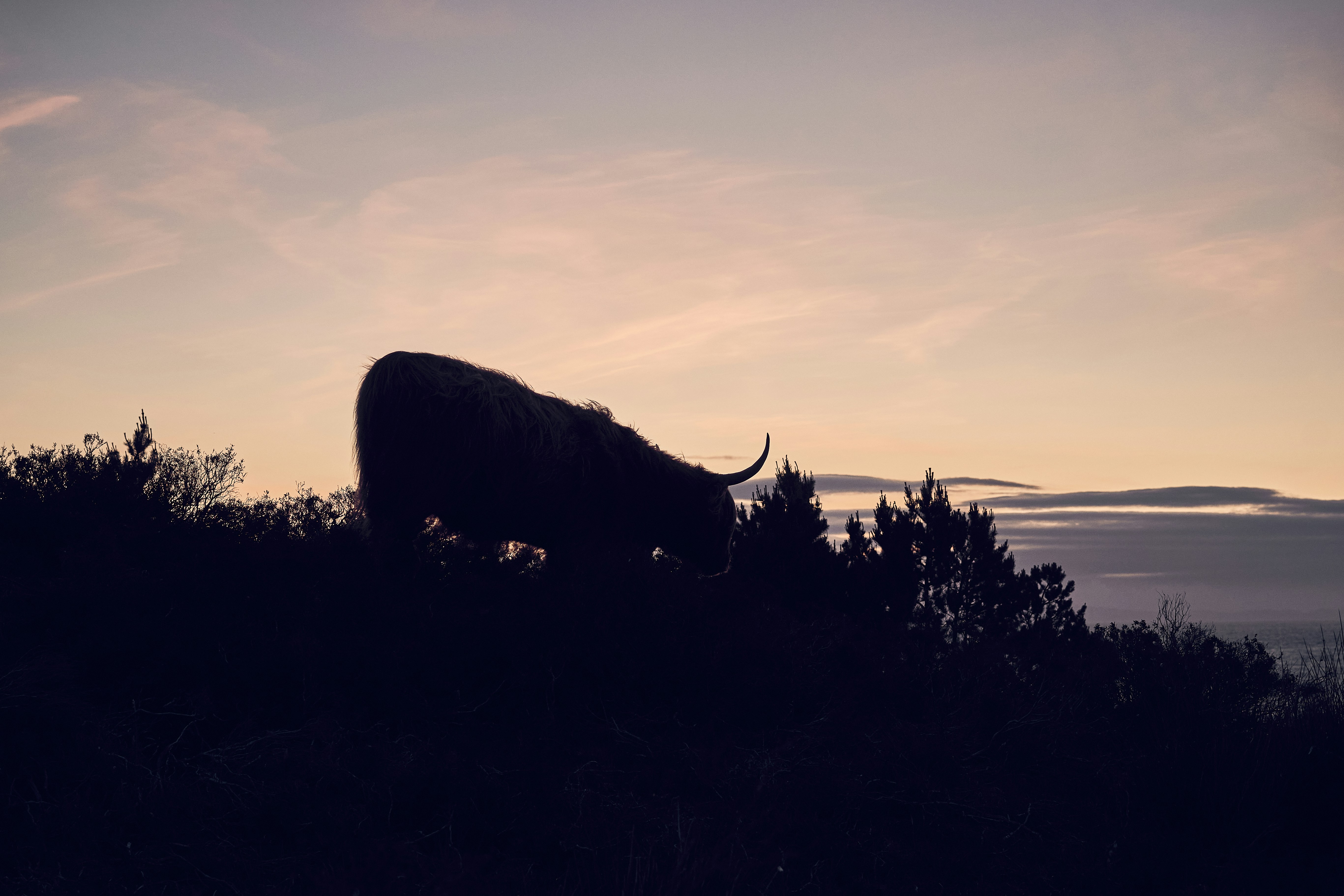 Silhouette on the Ridge: A Buffalo Across the Sunset Horizon
