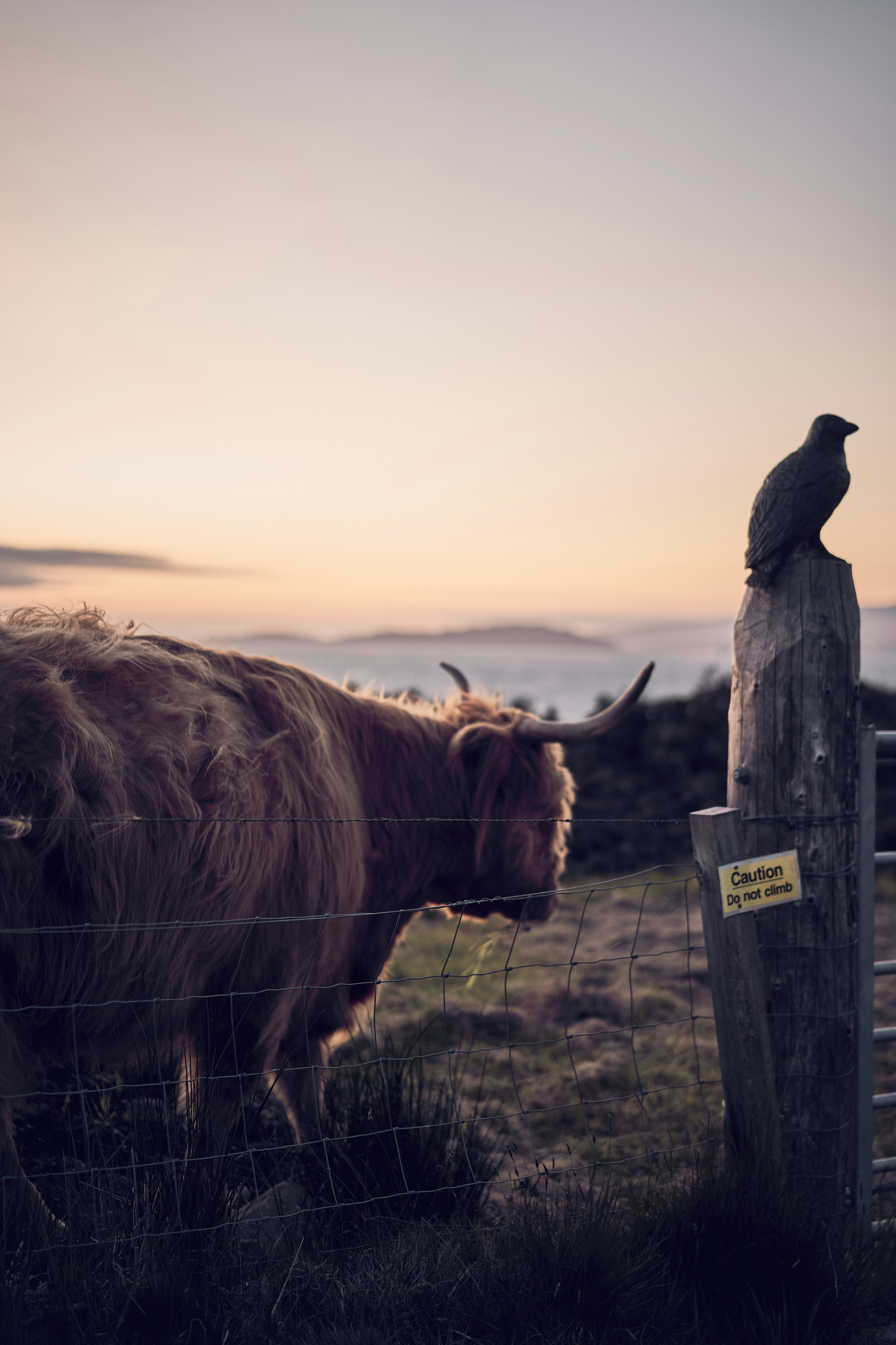 Pasture Sentinel at Dusk