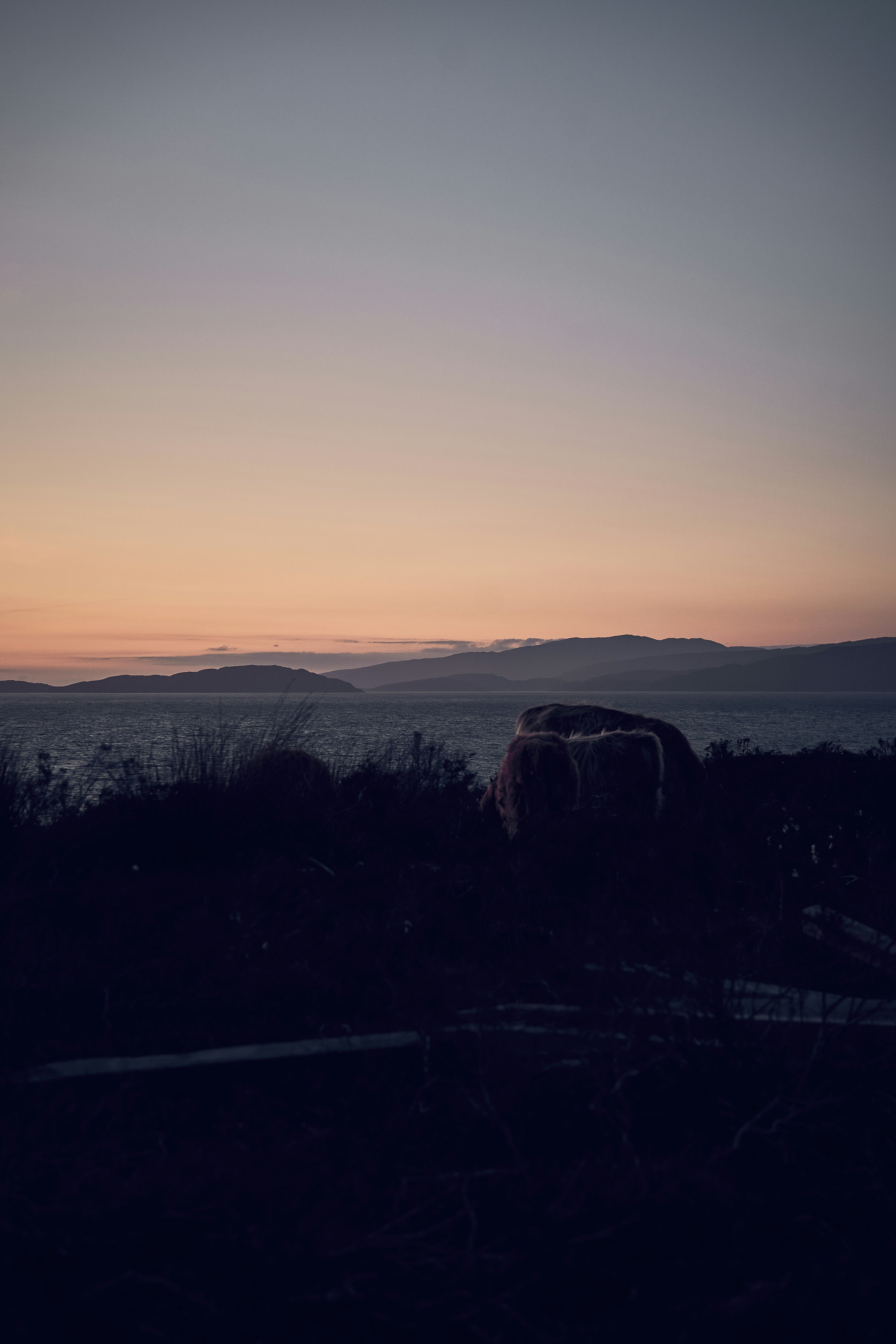 Sunset Over Quiet Shoreline: Bison Silhouettes in the Dusk