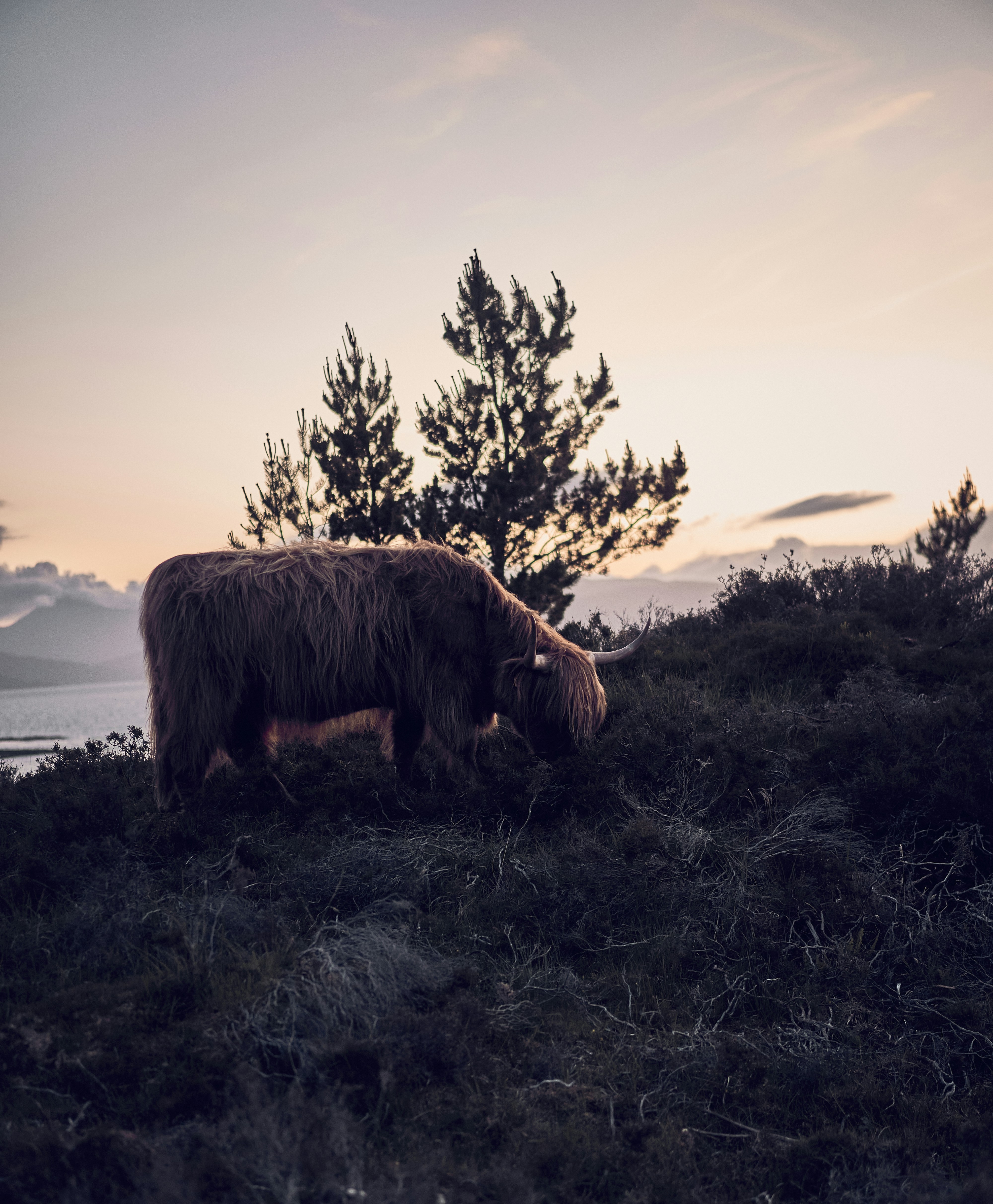 A Highlander at Dusk: Grazing Against the Silhouette of Pines