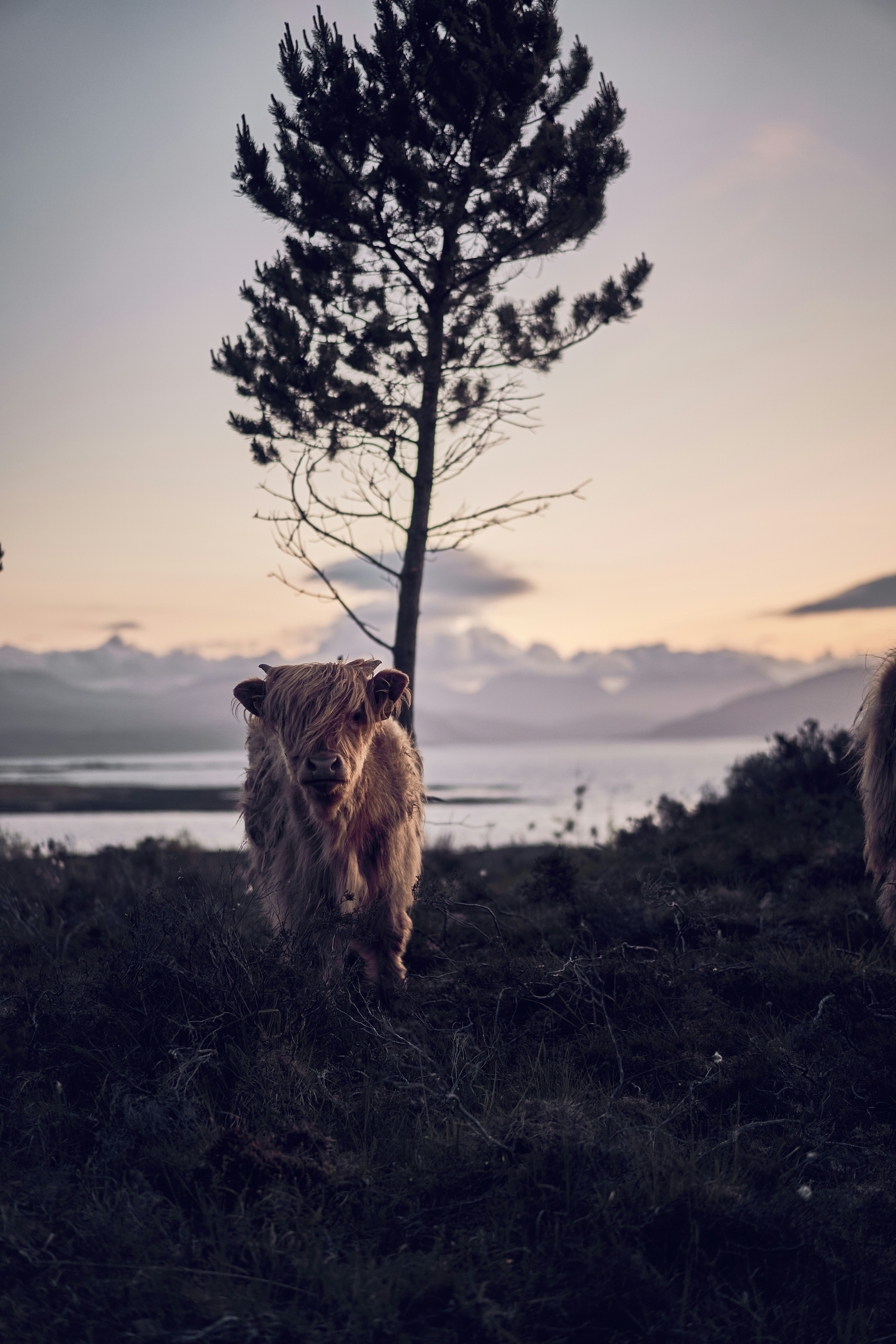 Twin Highland Calf at Dusk by the Wind-Worn Tree