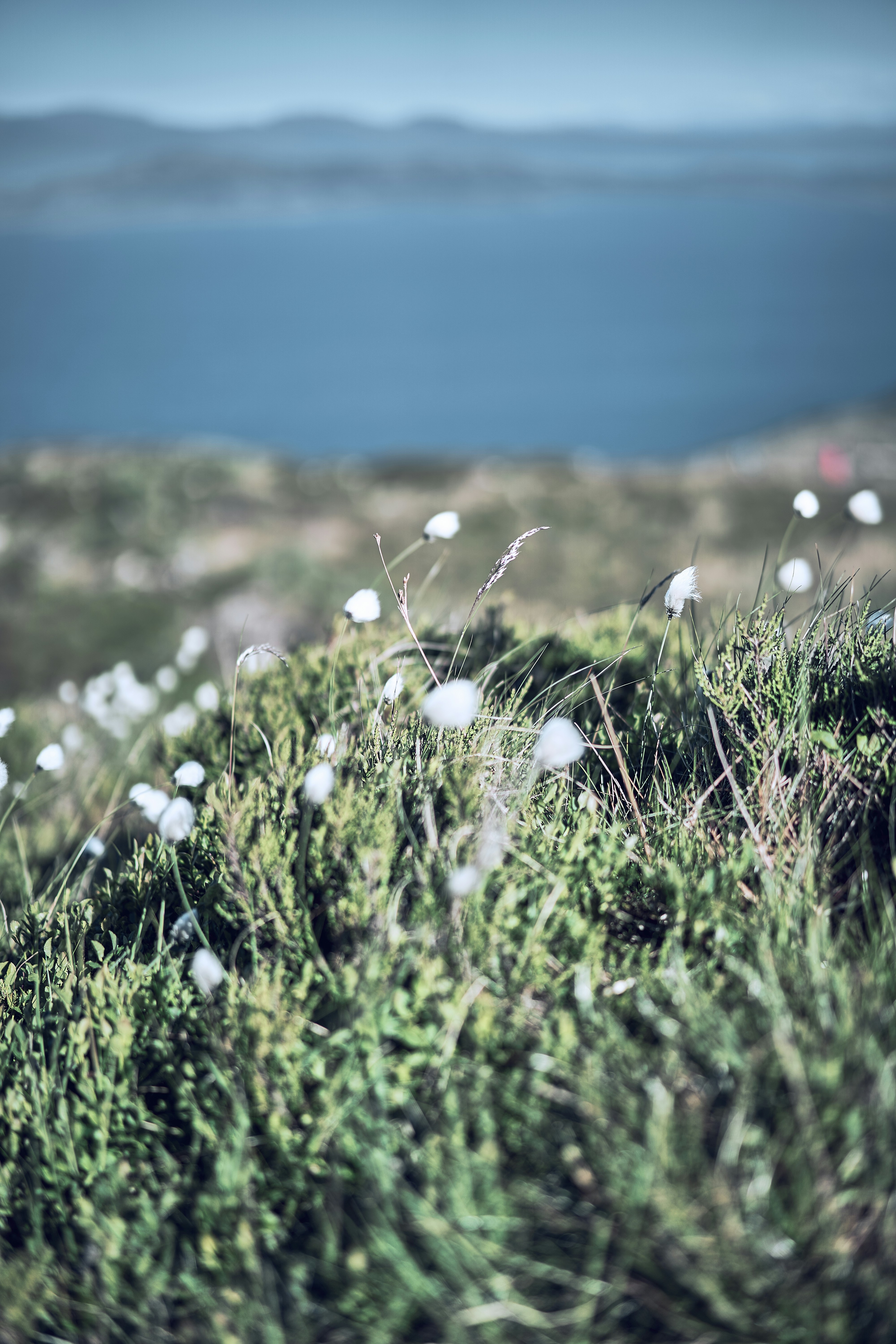 Sea Breeze on the Coastal Cliffs