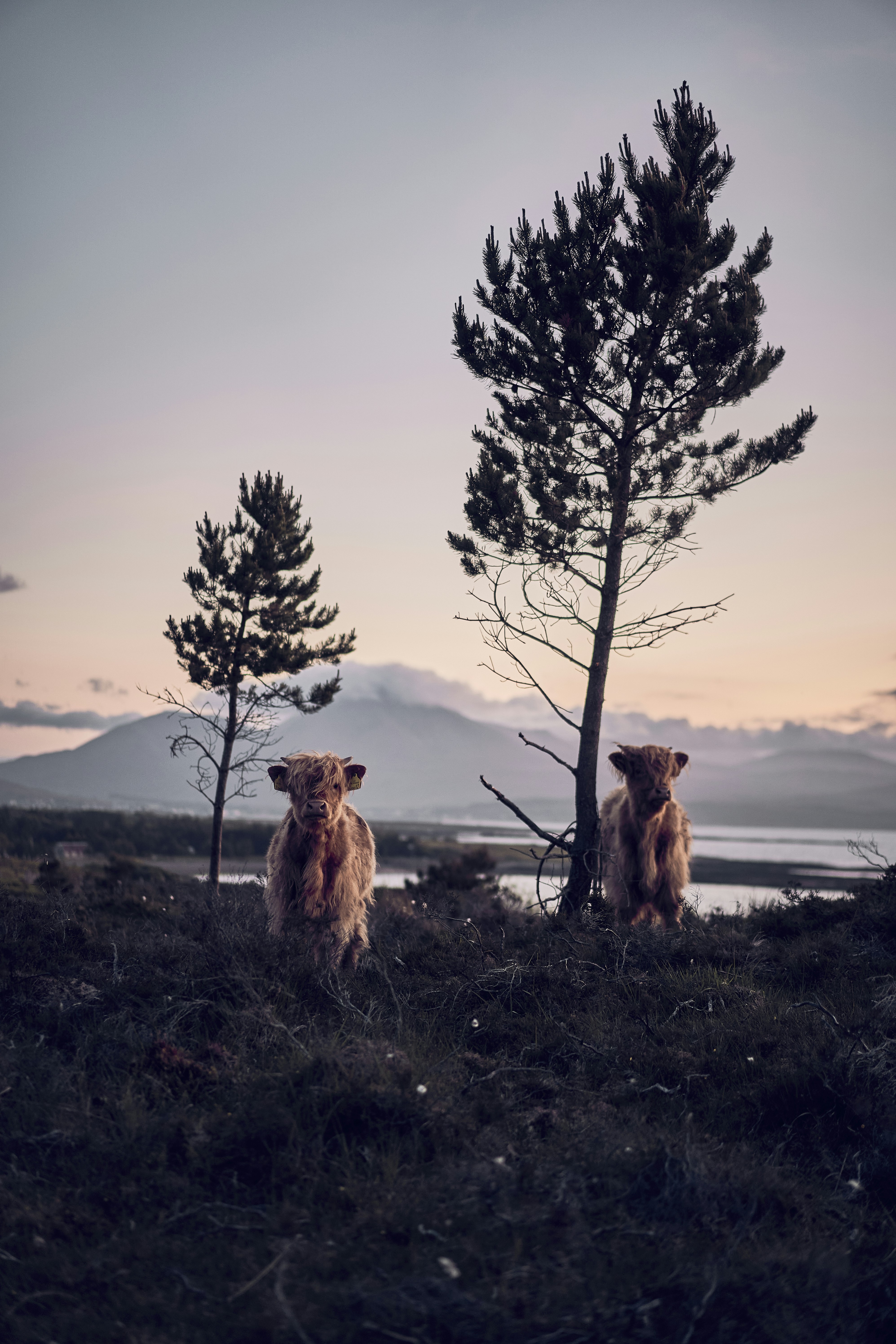 Two Dogs Beneath Wind-Swept Pines at Dusk Over a Quiet Moor