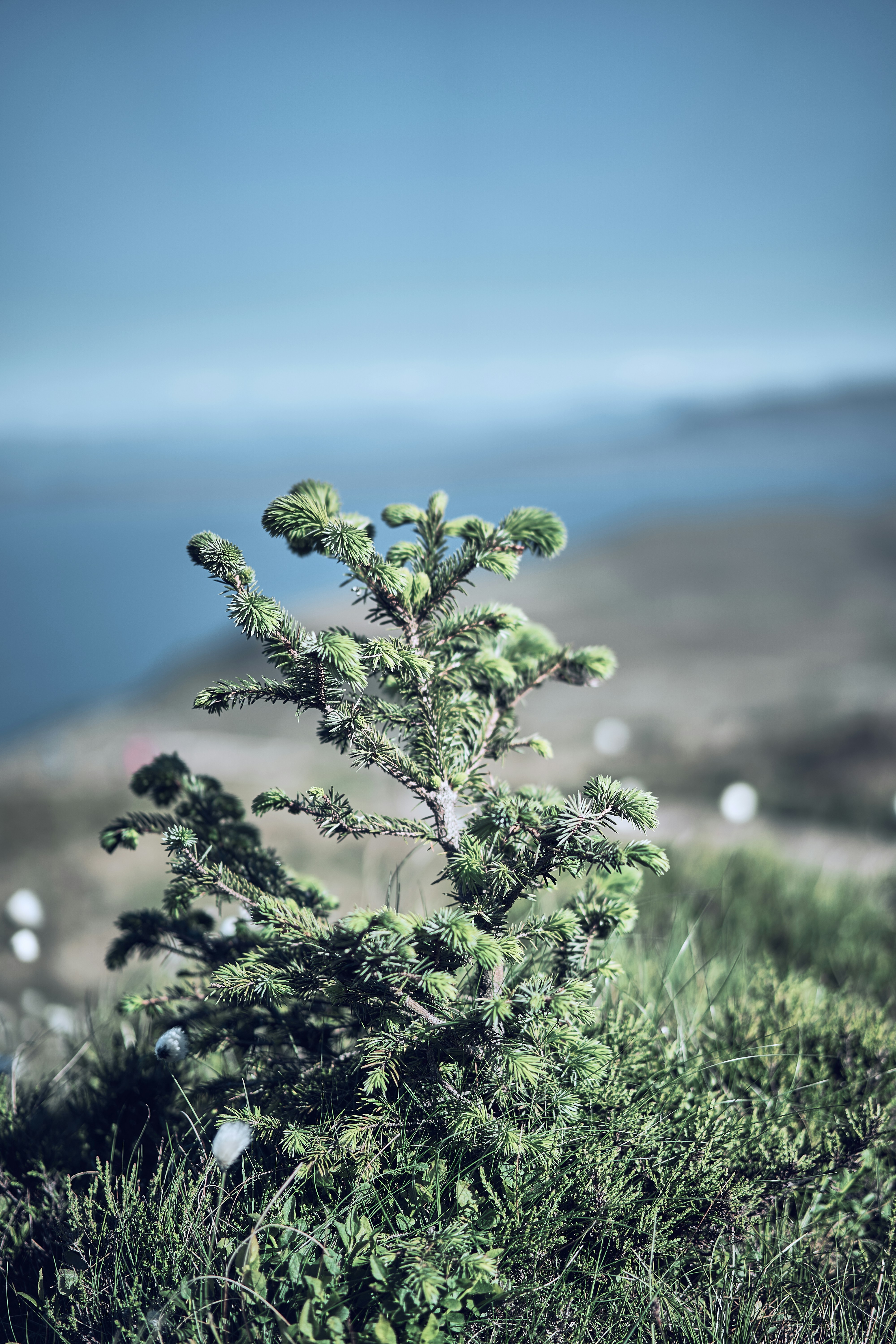 Emergent coastal conifer against a sea-swept horizon