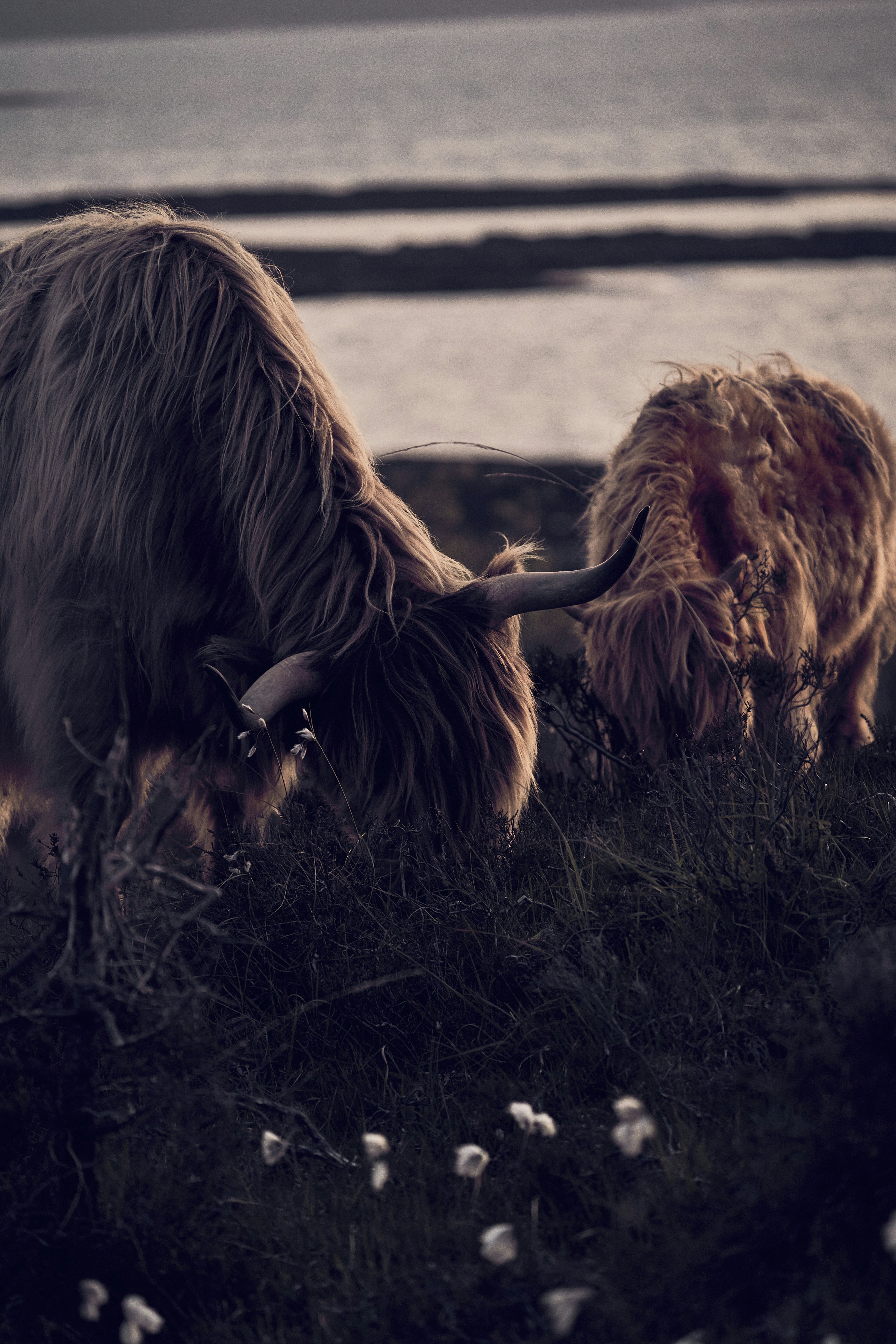 Herding Shadows: Two Highland Cattle at Dusk