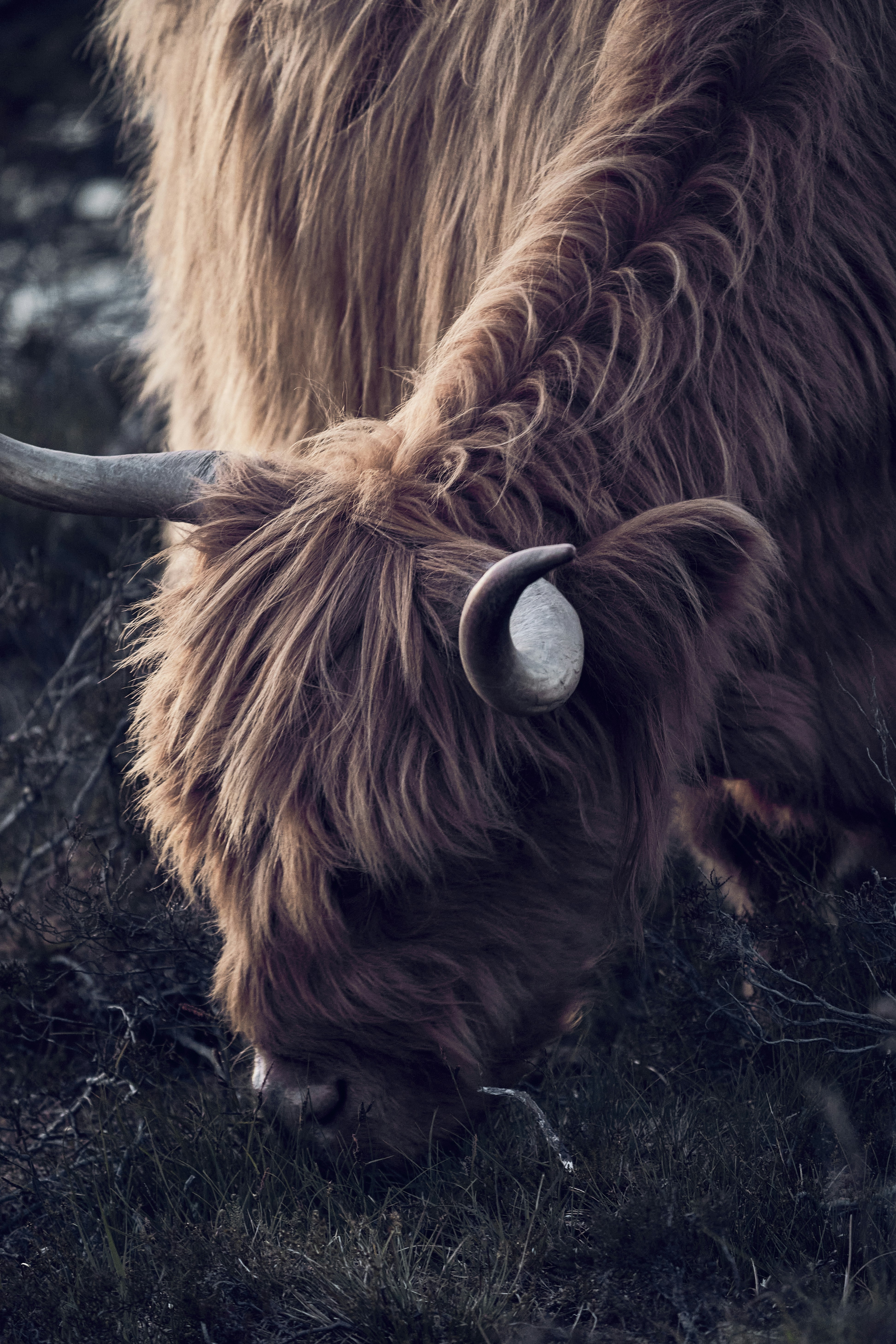 Close-up of a shaggy Highland bull grazing