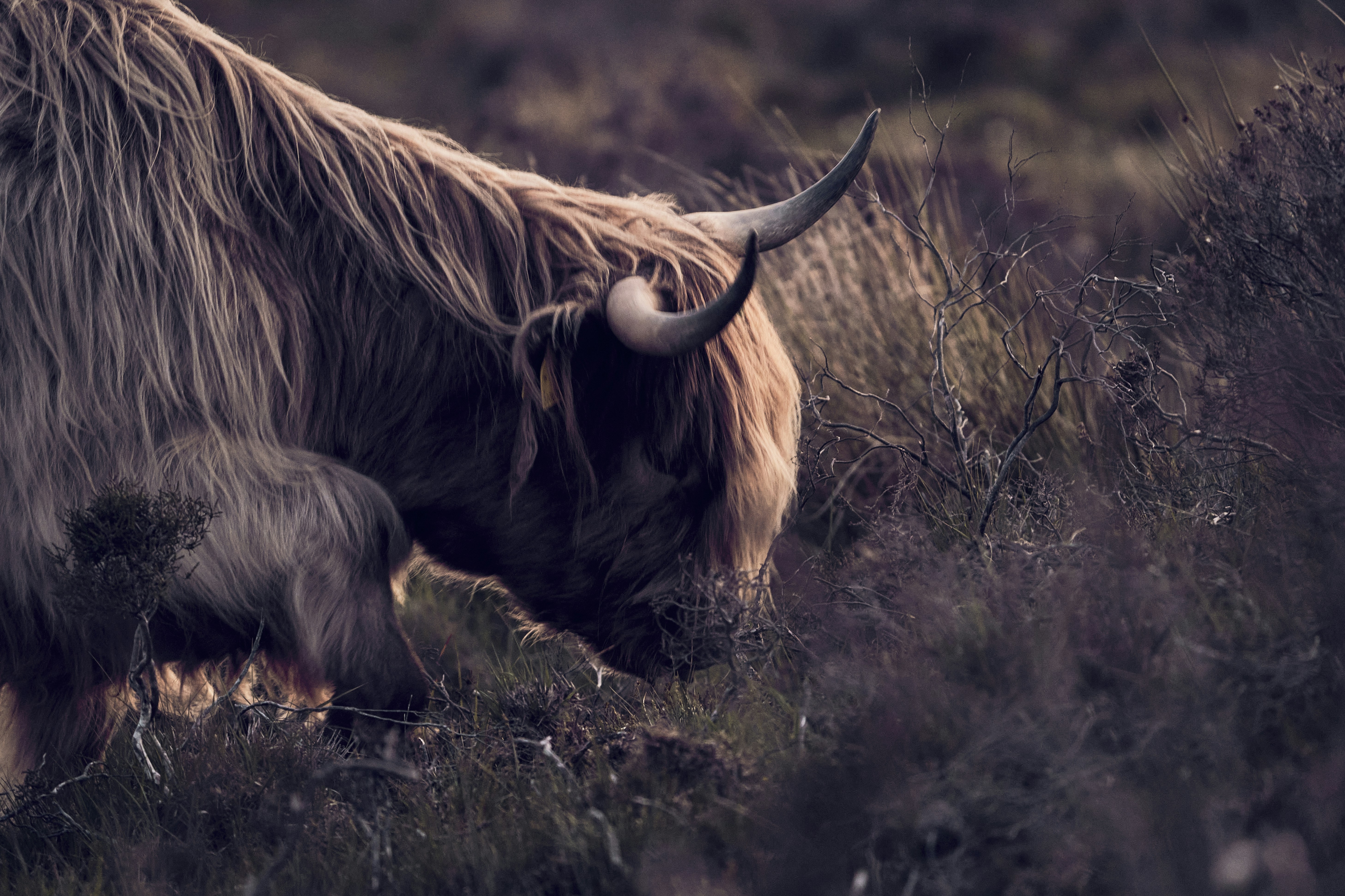 Grazing Highland Cow at Dusk