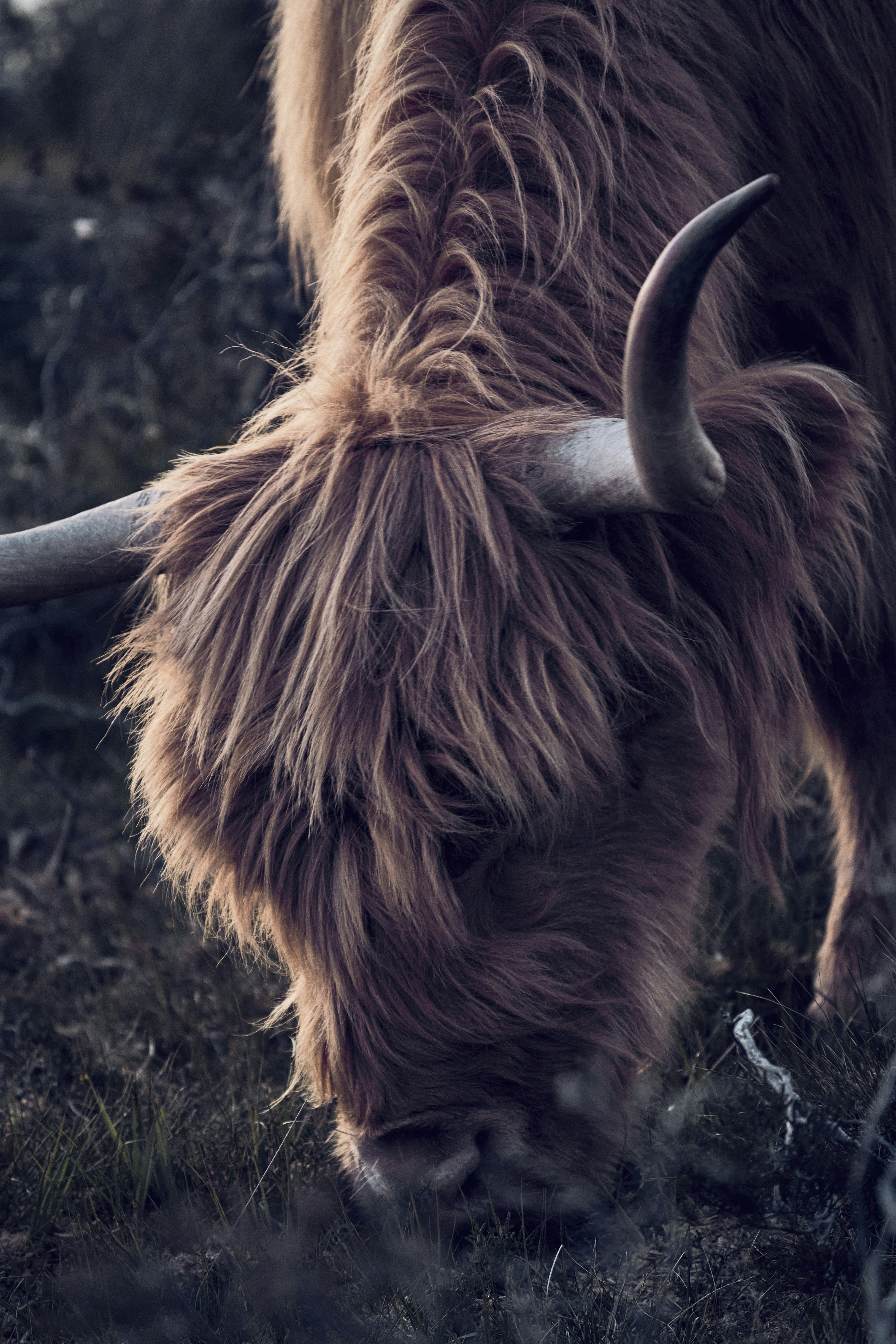 Stormy-Eyed Highlander: A Highland cow in muted moorland light