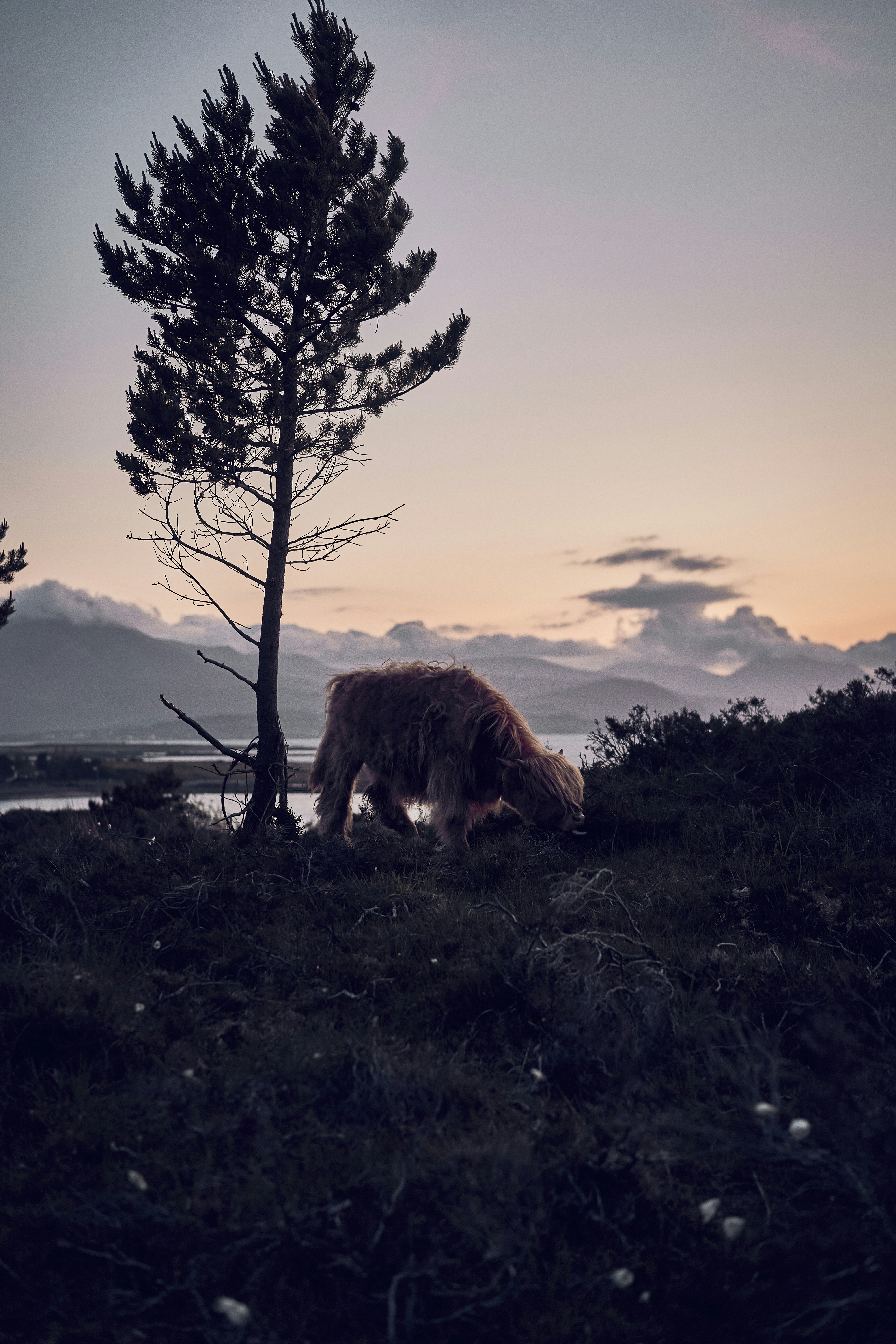 Grazing at Dusk: A Lone Sheep Beneath a Wind-Sculpted Tree