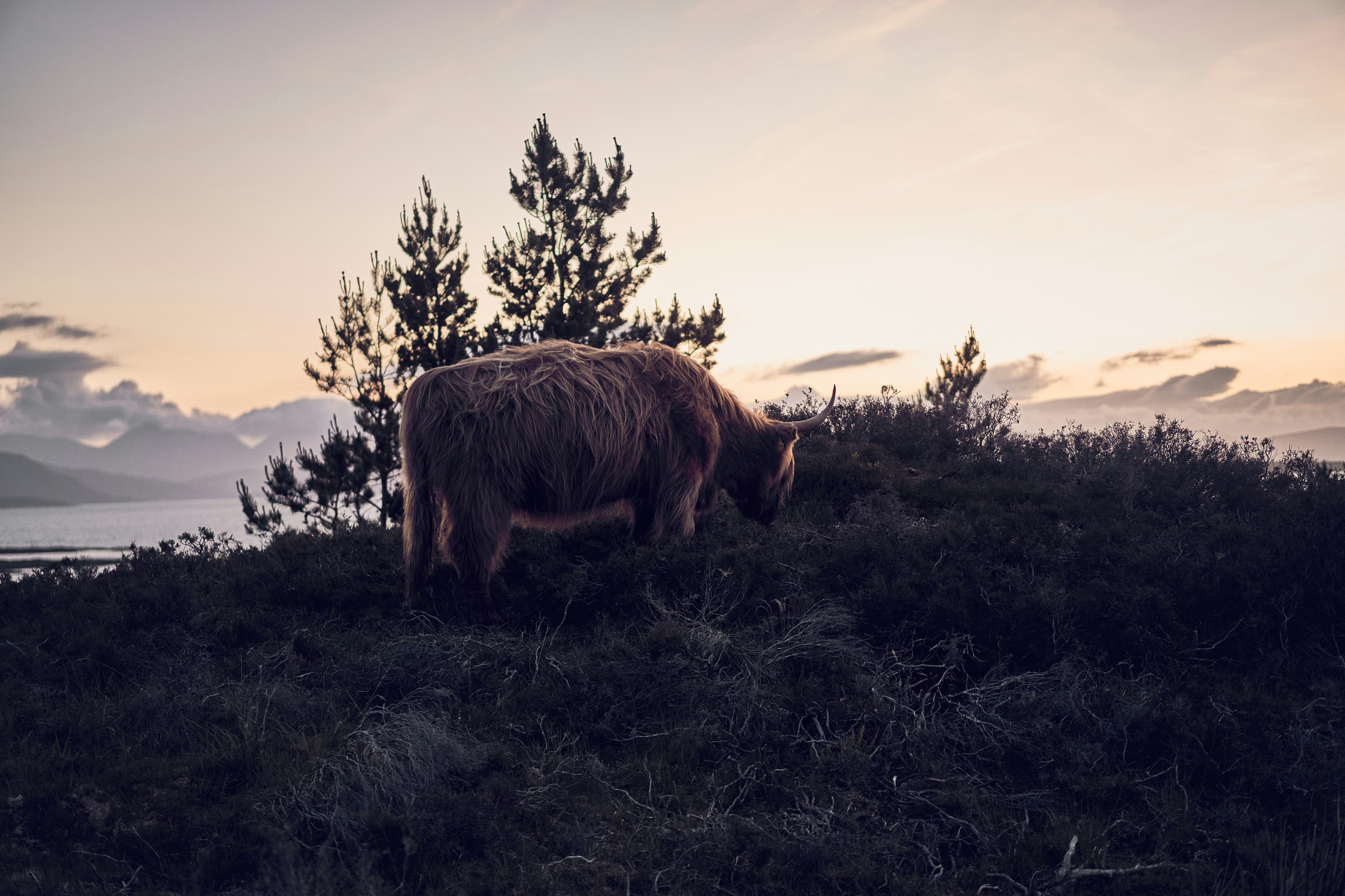 Dawn Silhouette: A Highland Cow Amid Coastal Scrub