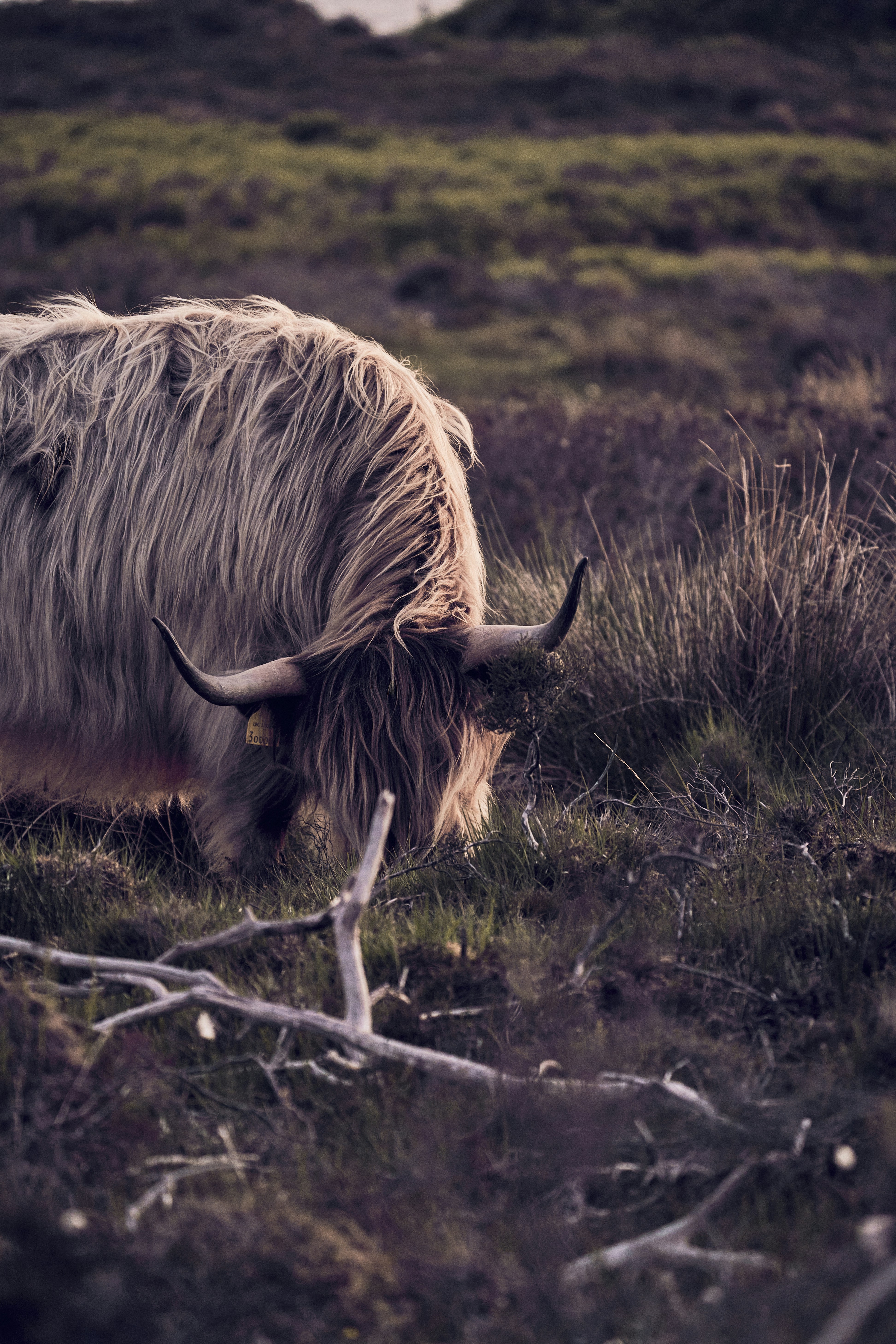 The Highland Gaze: A Woolly Head and Horns in Quiet Moorland