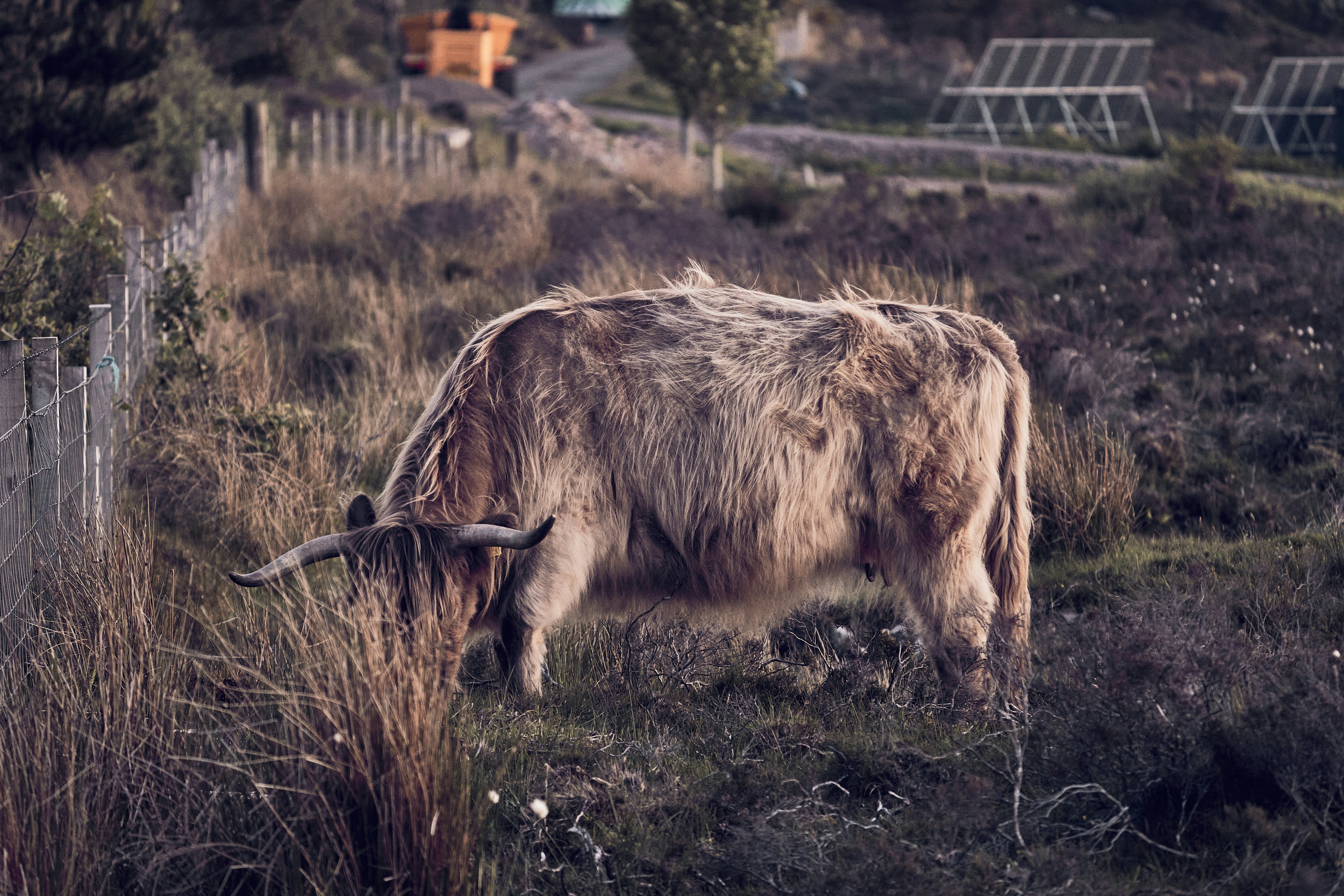 Pasture Sentinel: A Highland-Crested Cow Amid Wild Grass