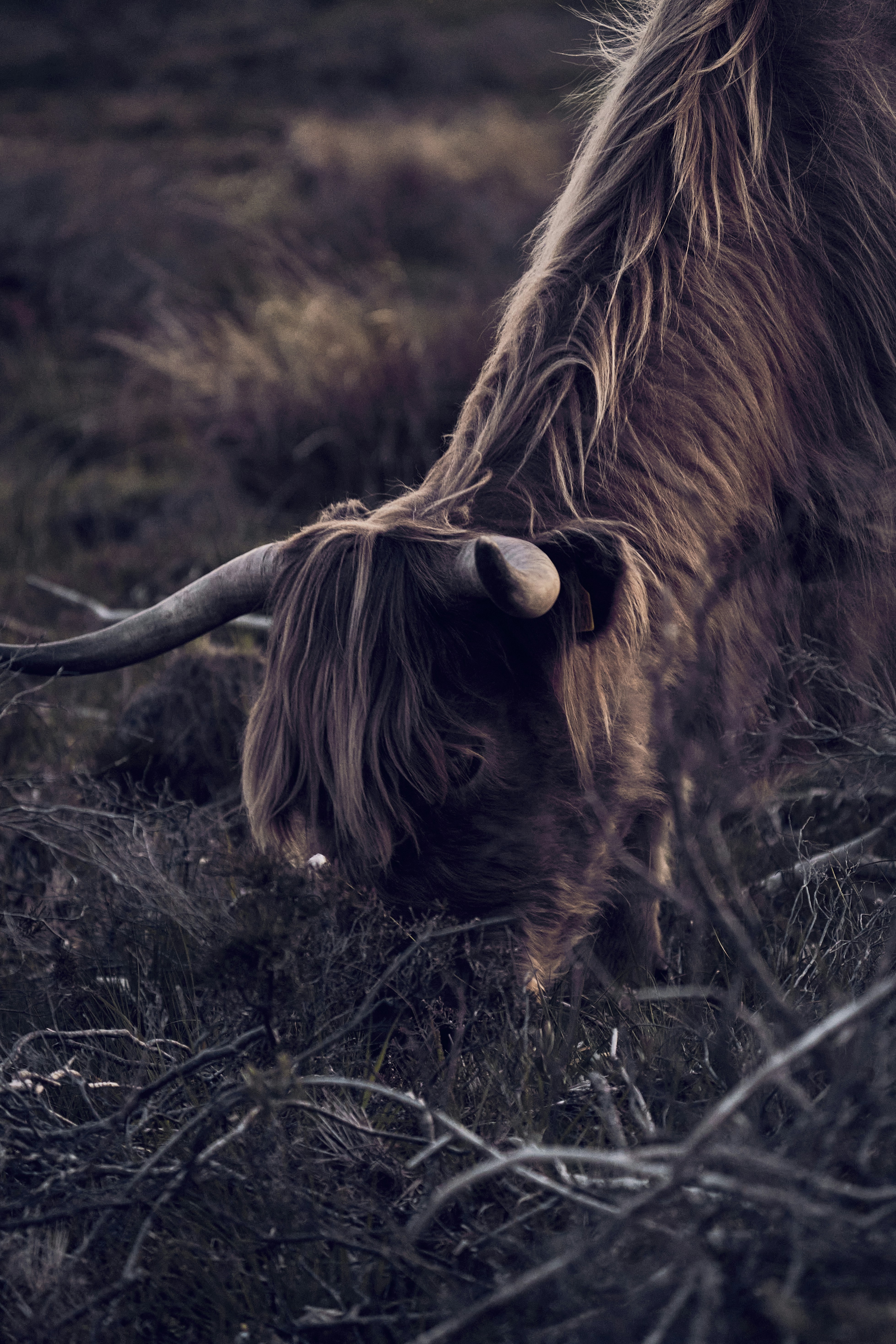 Low-Profile Highland: A Quiet Moment in Tangles of Grass