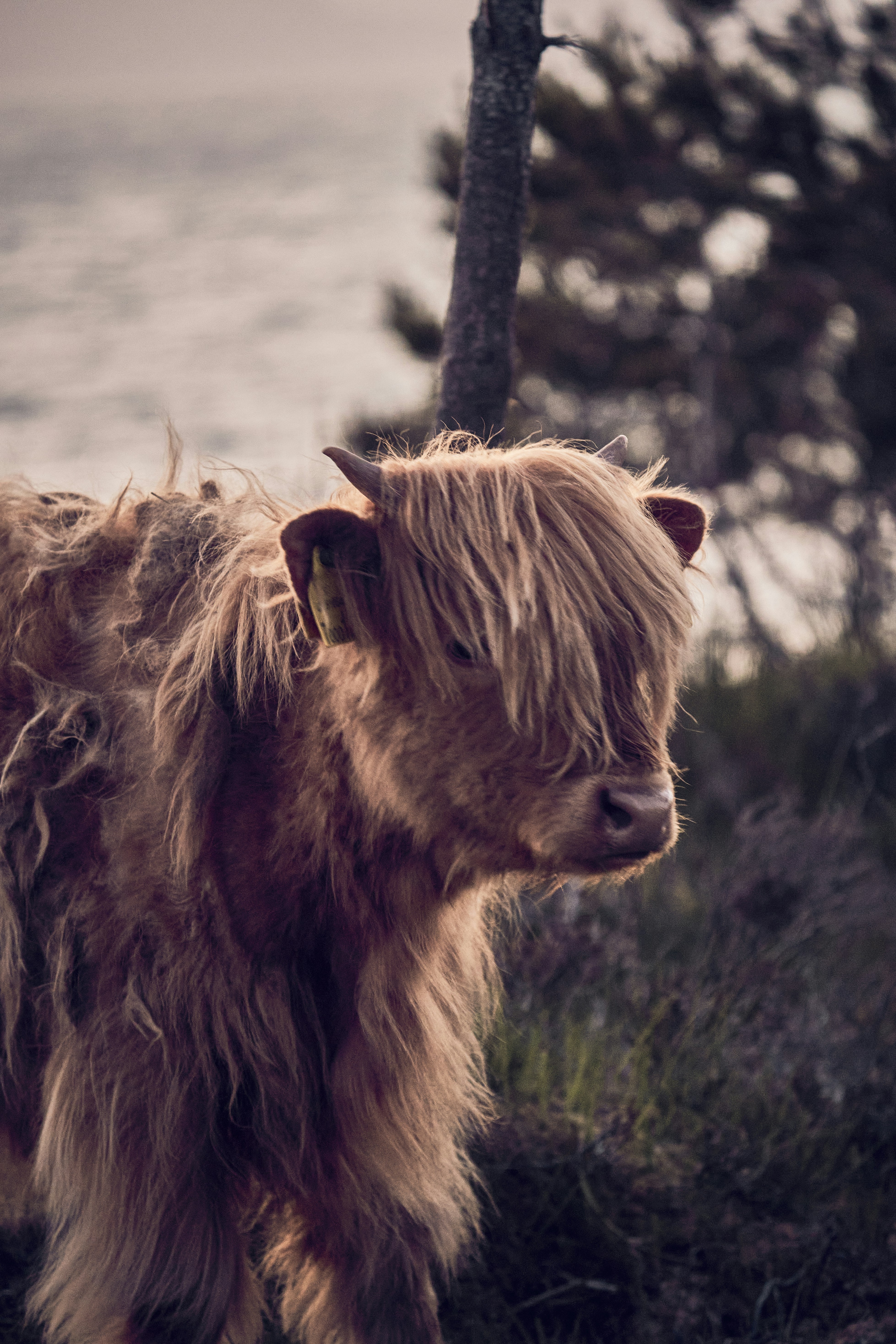 Sunlit Highland Silence: A Cortège of Wool and Horn