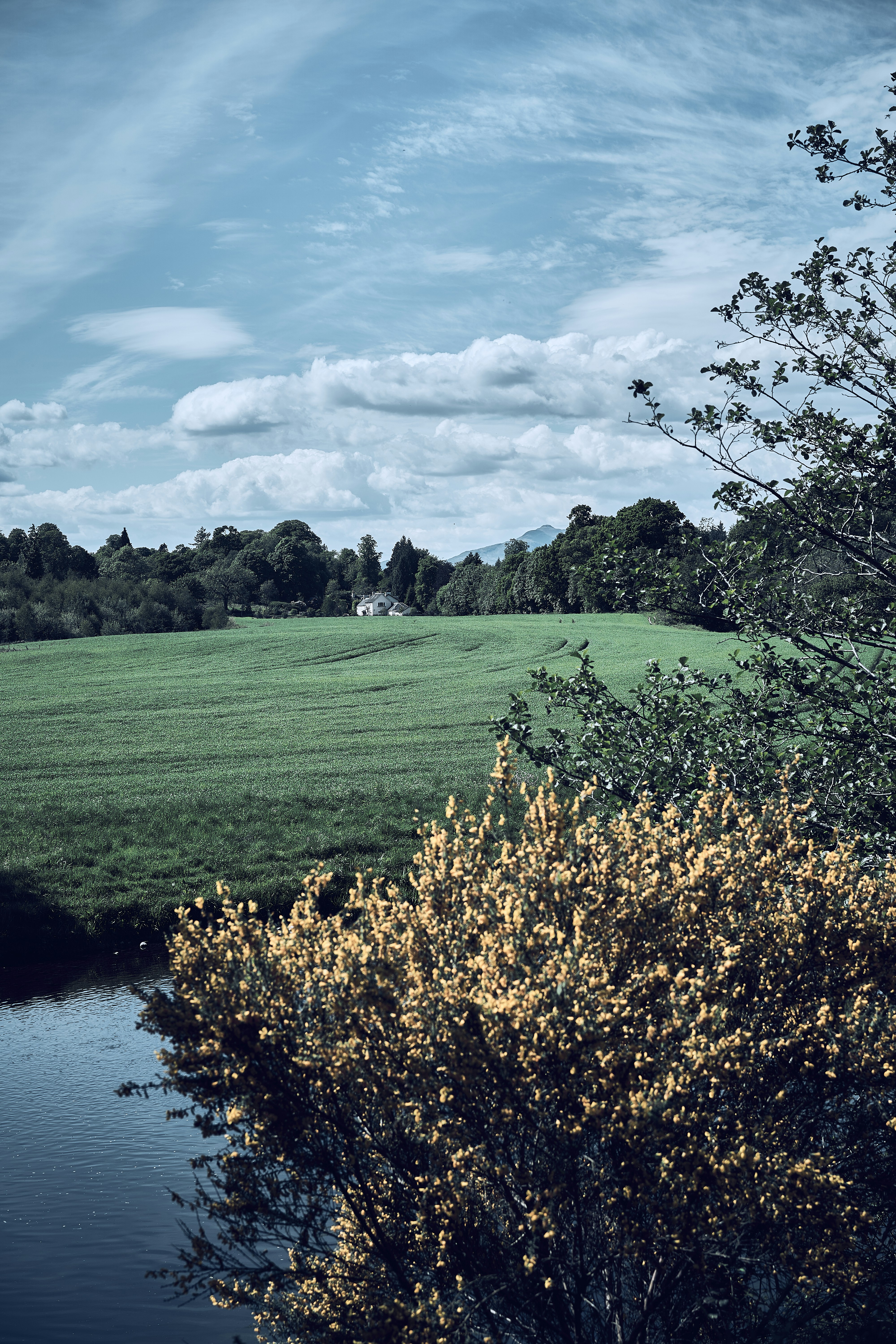 Golden Brush in a Quiet Meadow Under a Cobalt Sky