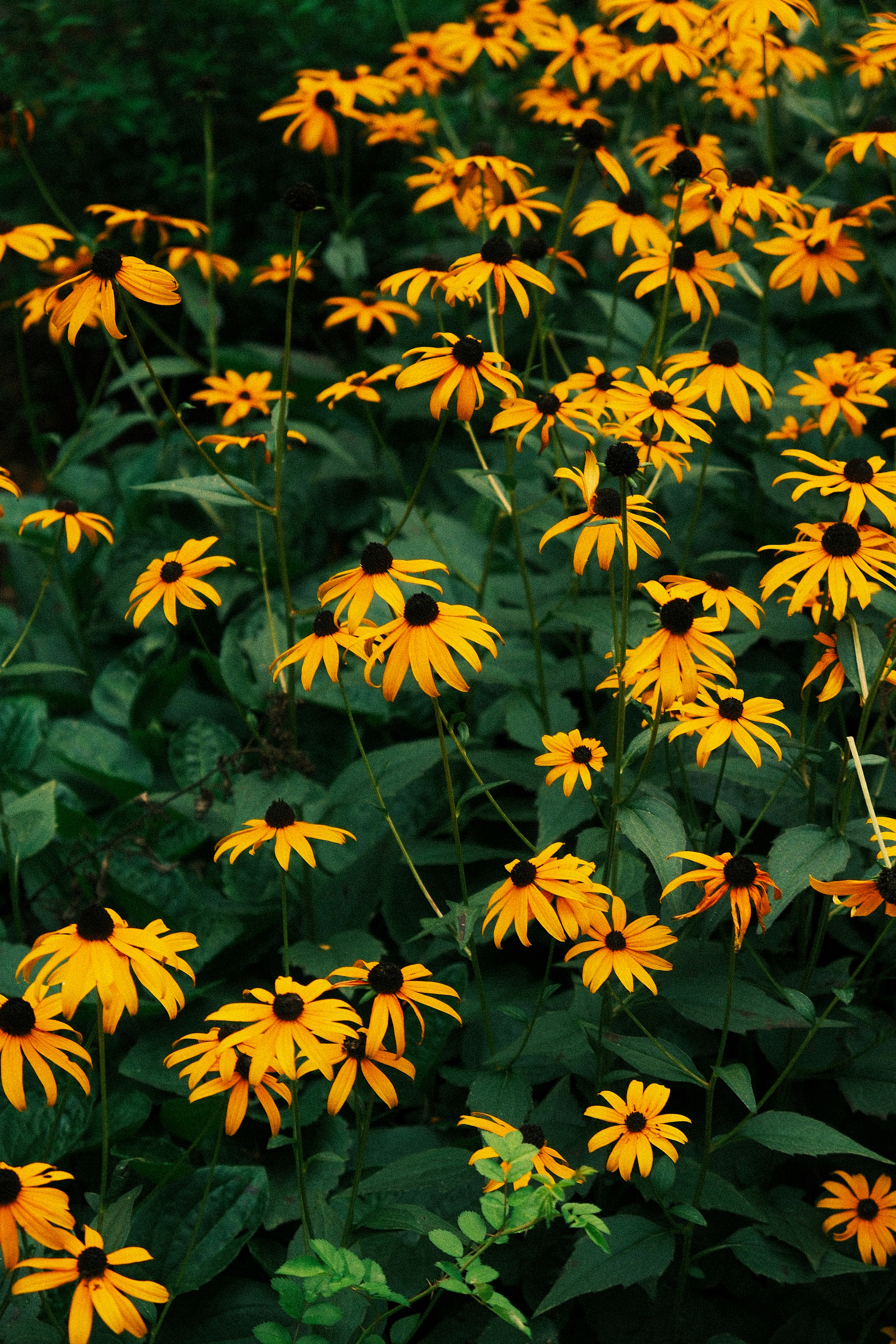 Sunlit Golden Daisies Crown a Verdant Shadow