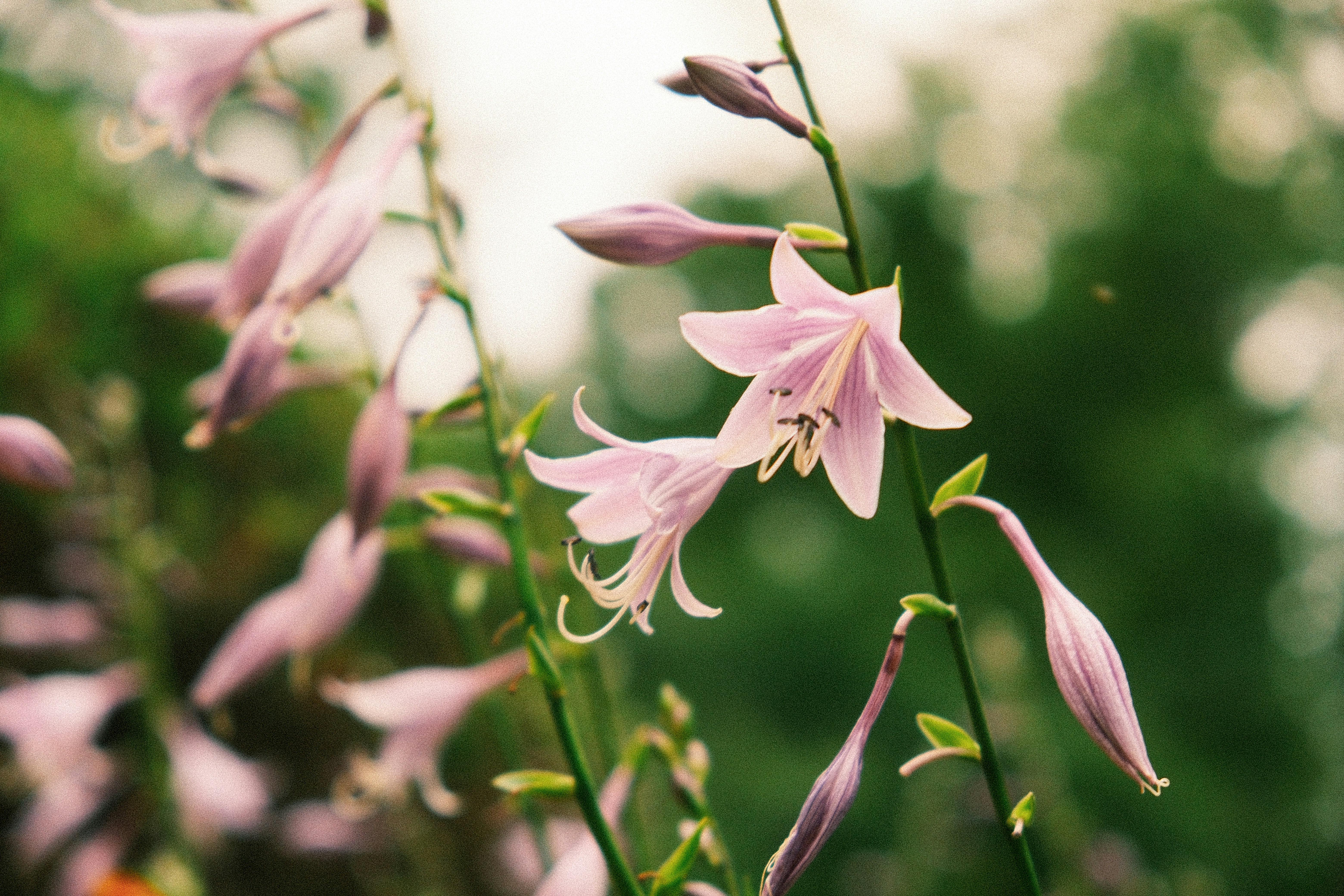 Gentle Bellflower Cascade: Soft Pink Blooms Against a Verdant Backdrop