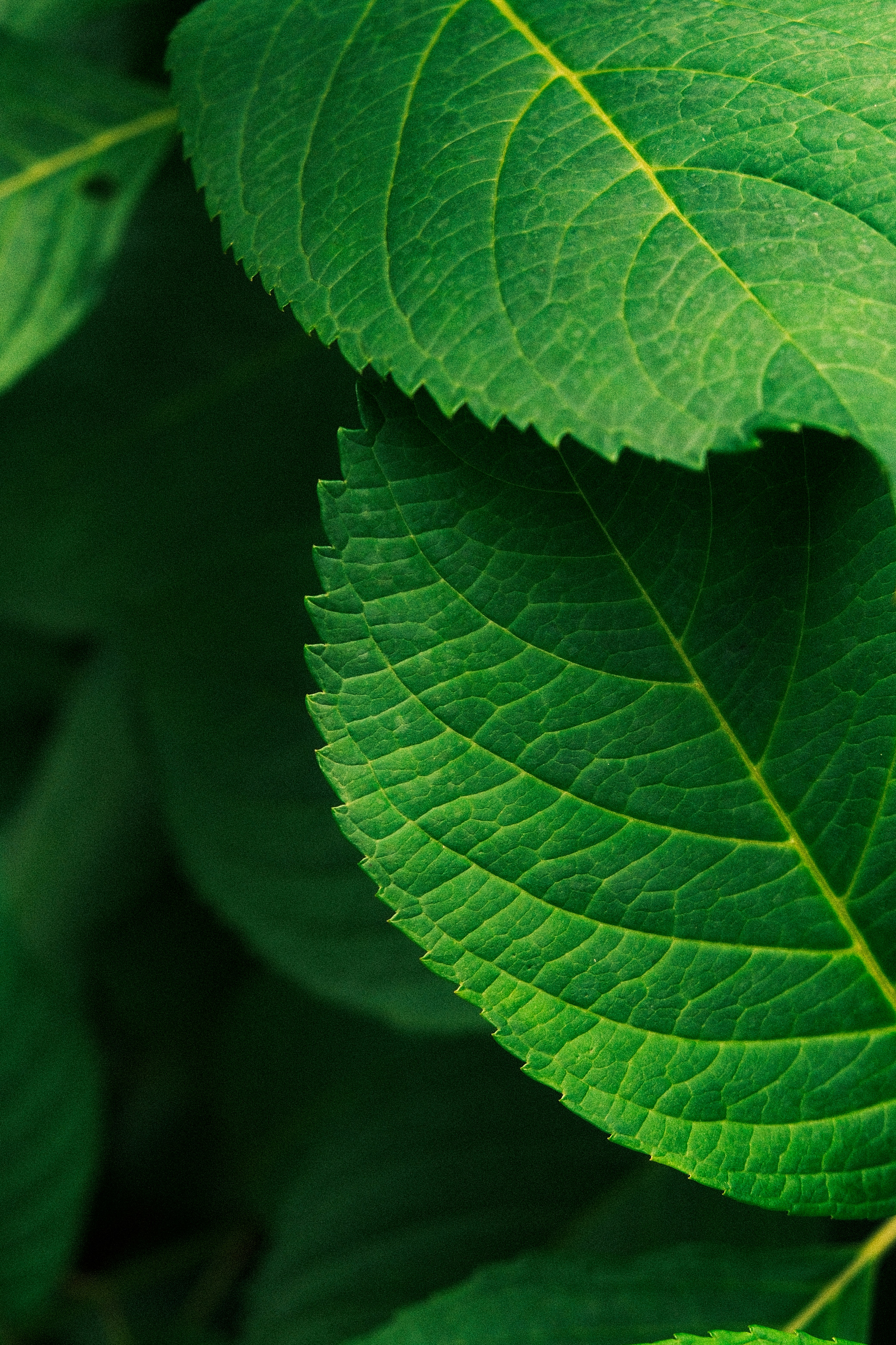 Emerald Veins: A Close-Up of Leaf Texture and Vein Anatomy