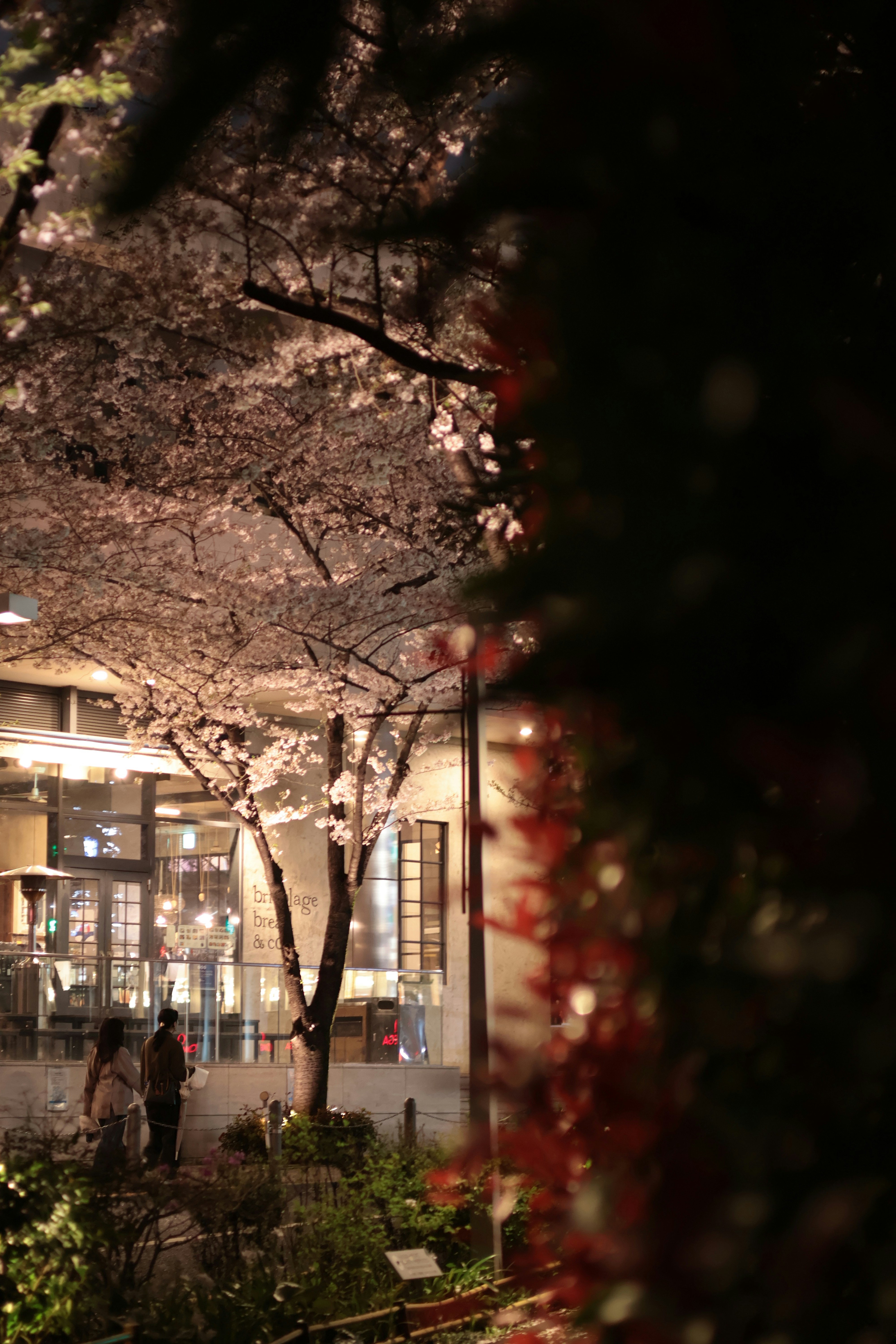 Soft Night Orchard: Cherry Blossoms Framing a Quiet City Walk