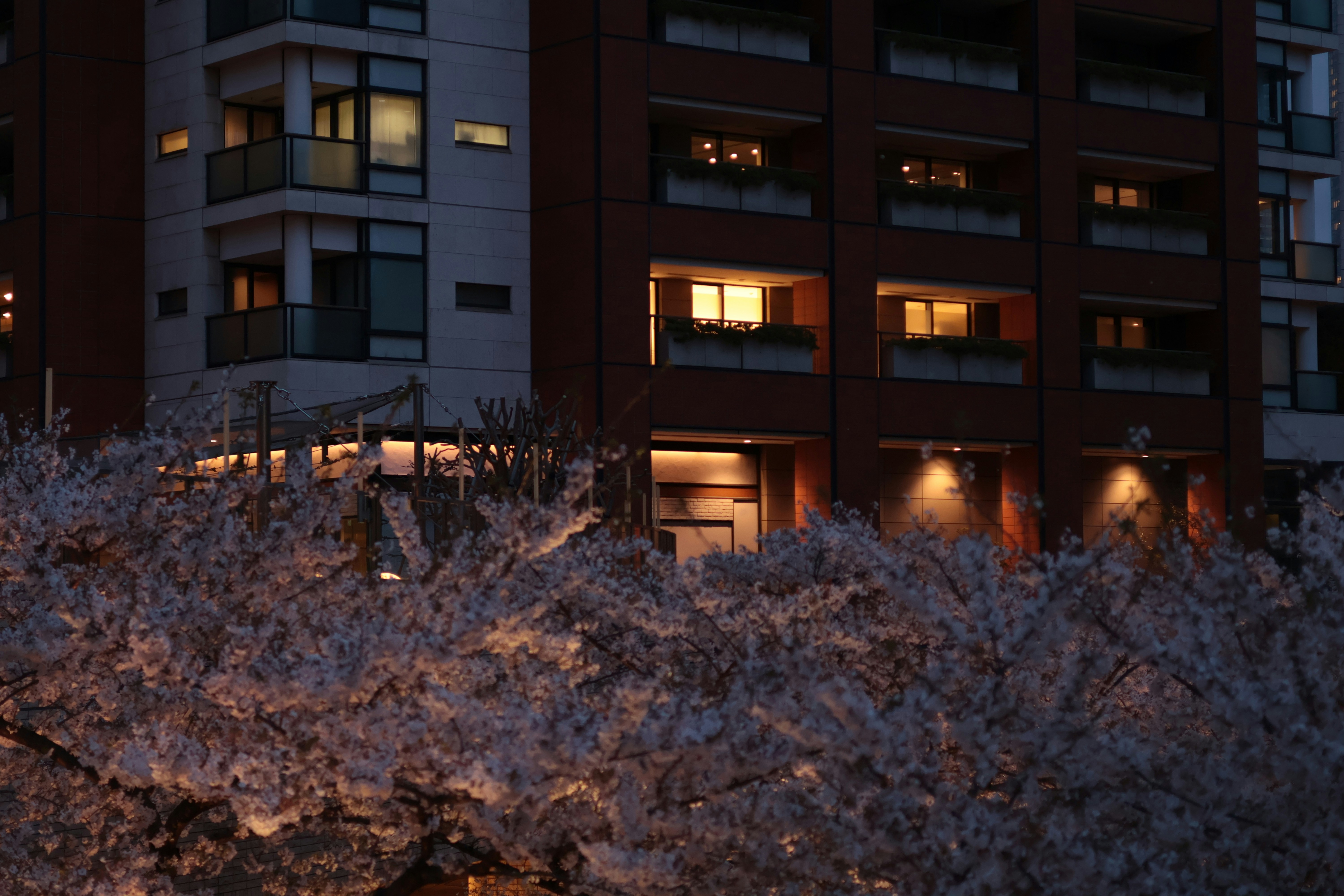 Evening Windows and Blooming Canopy Overlook