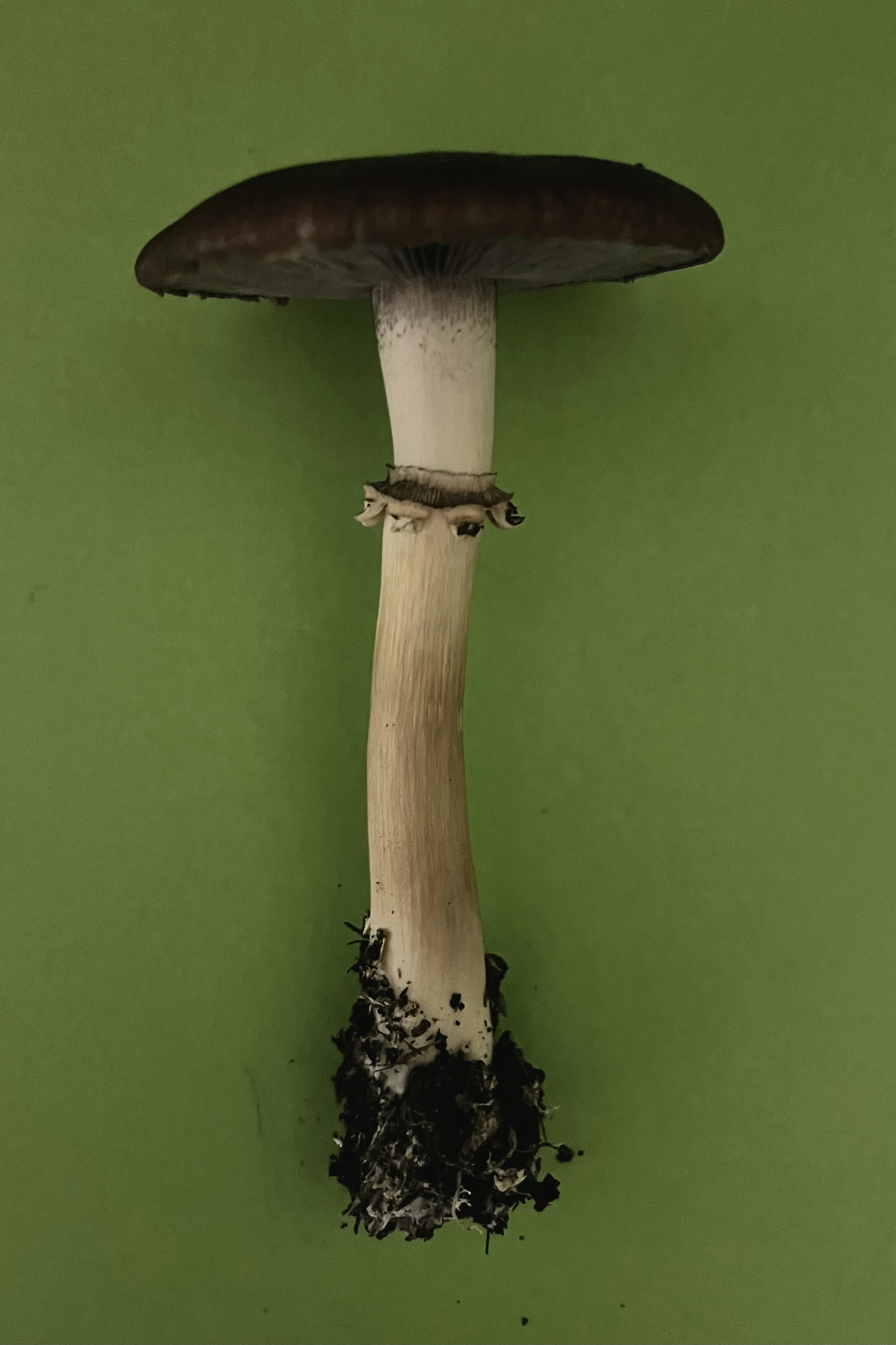 Mushroom on a Green Stage: A solitary cap with earthy stem