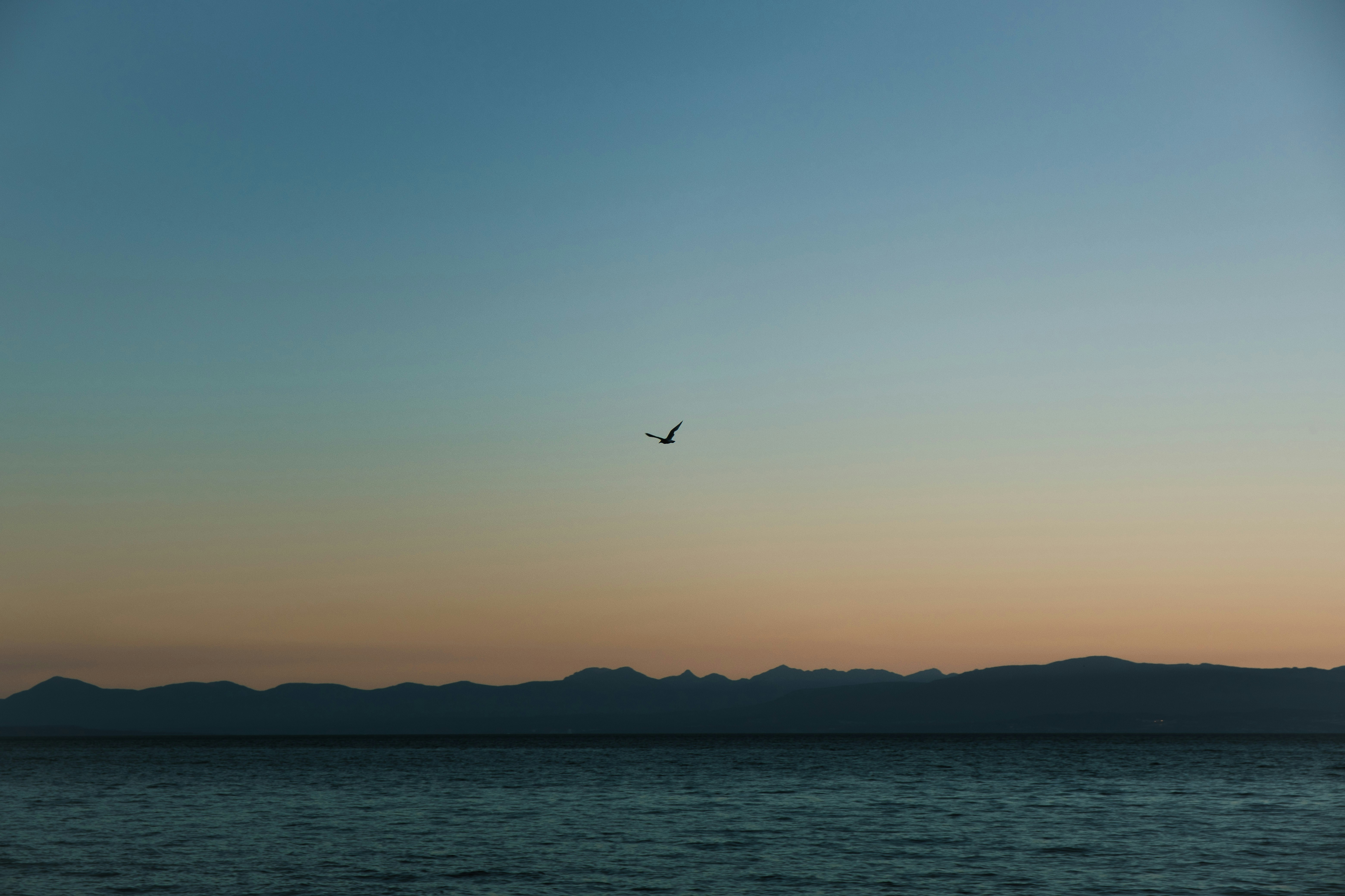 Silhouette Over Quiet Horizon: A Single Seagull at Dusk
