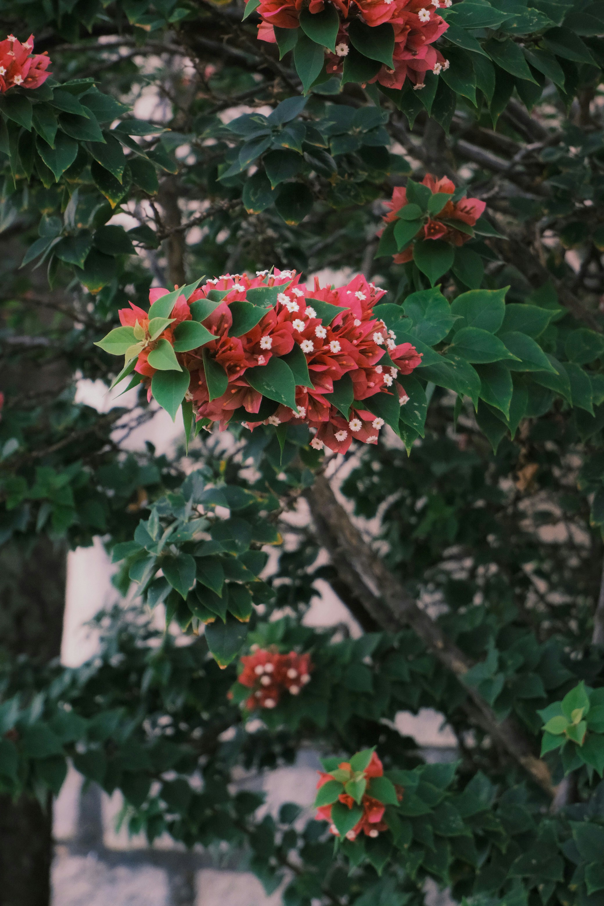 Crimson Bouquets on a Green Canvas