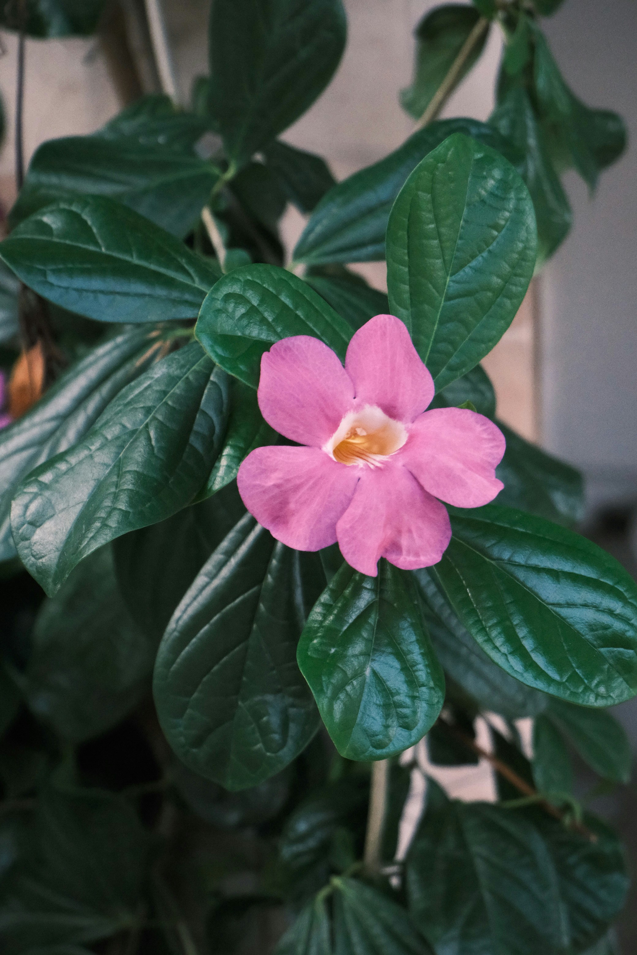 Pink Five-Petaled Bloom Amid Glossy Green Leaves