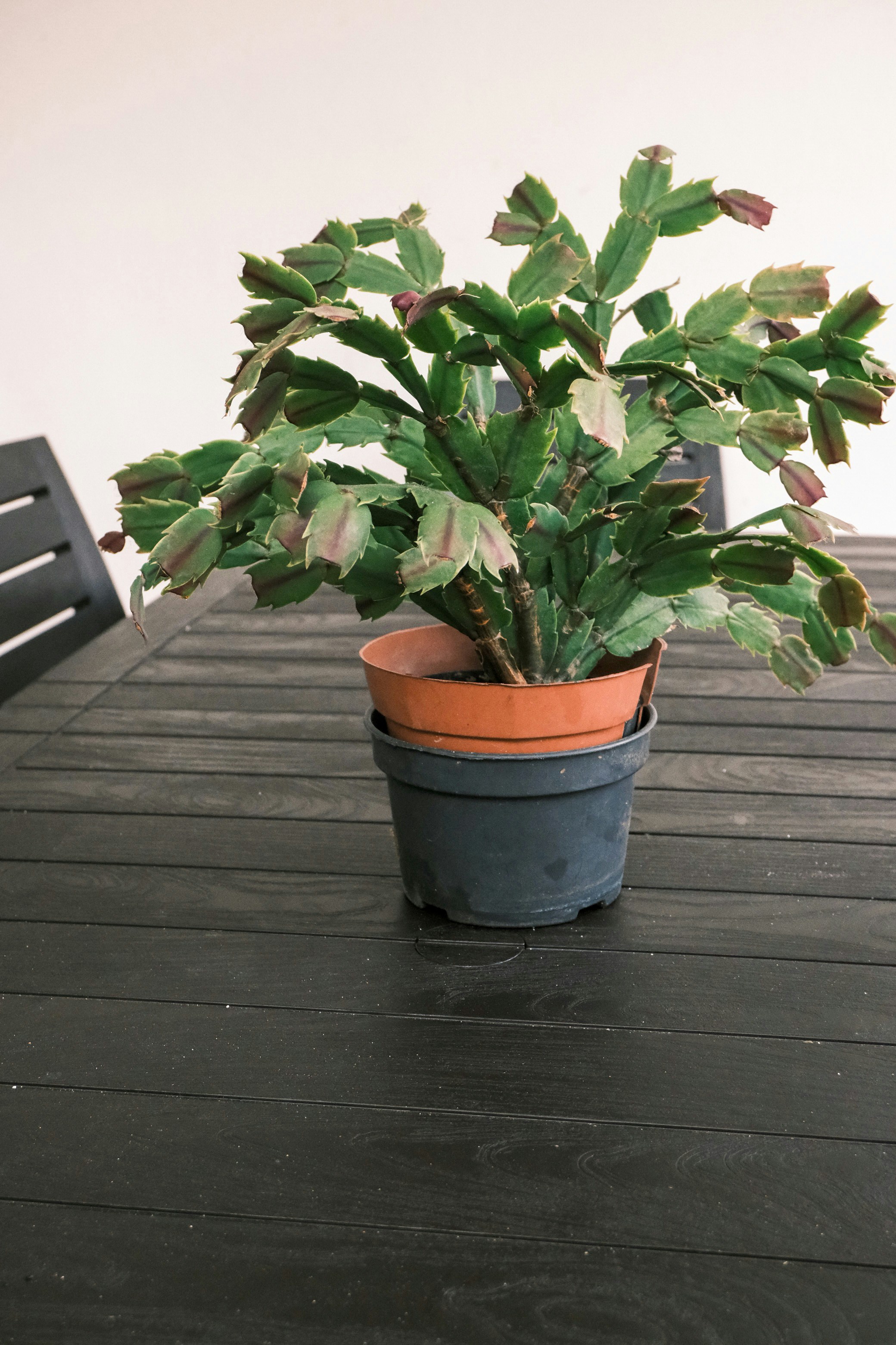 Midday Stillness: A Green Foliage Hero on a Dark Table